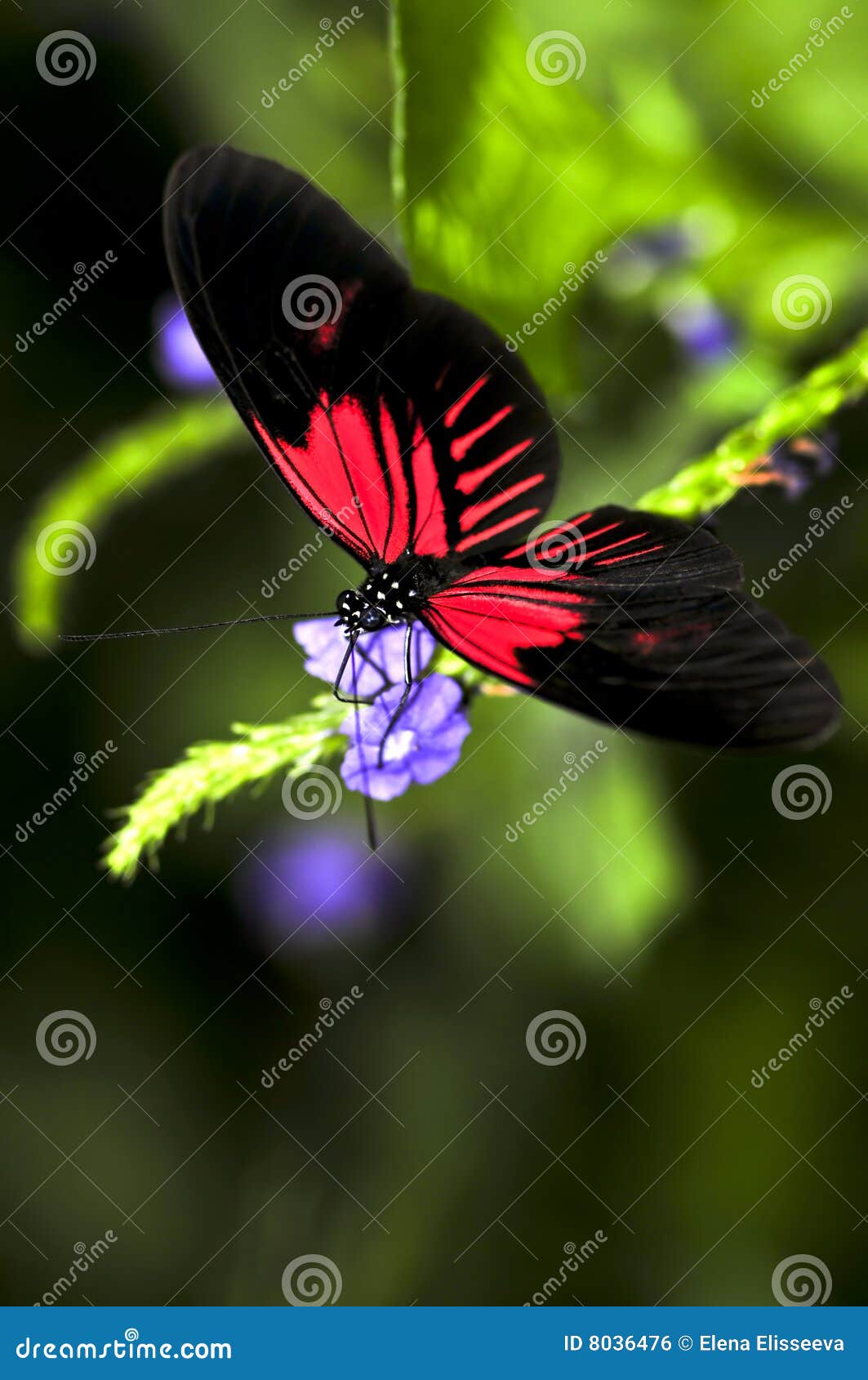 Farfalla Rossa Di Dora Di Heliconius Fotografia Stock - Immagine di ...