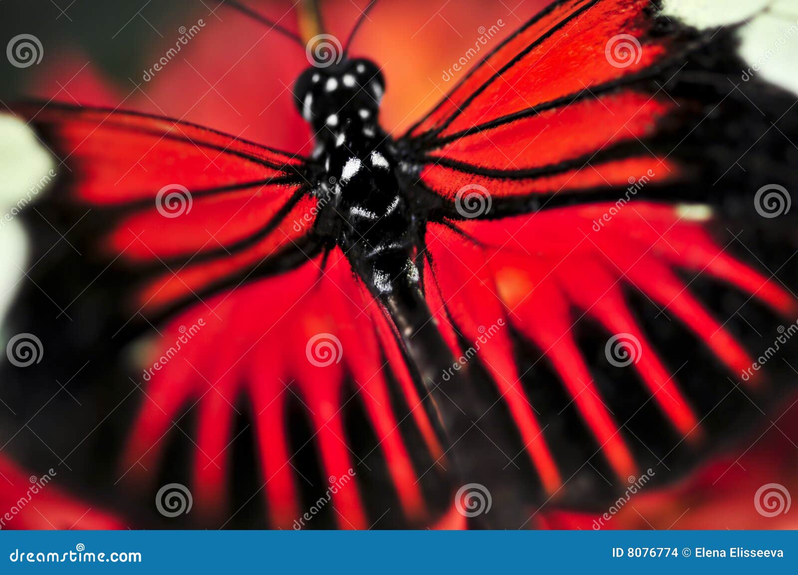 Farfalla Rossa Di Dora Di Heliconius Fotografia Stock - Immagine di ...