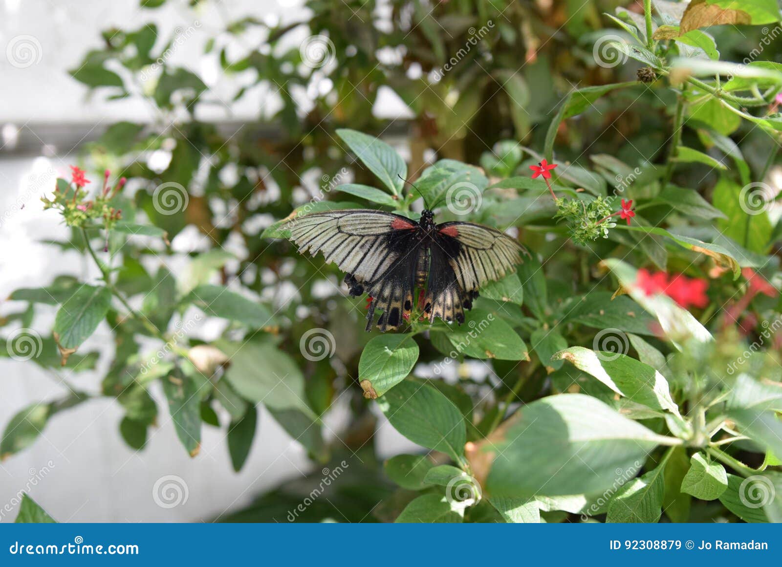 Farfalla Rossa E Bianca Nera Immagine Stock - Immagine di albero, verde ...