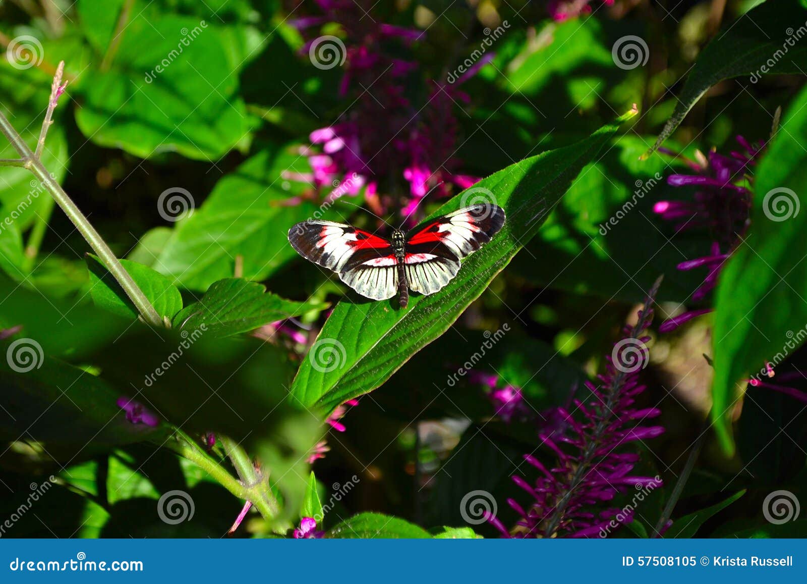 Farfalla rossa e nera immagine stock. Immagine di fogli - 57508105