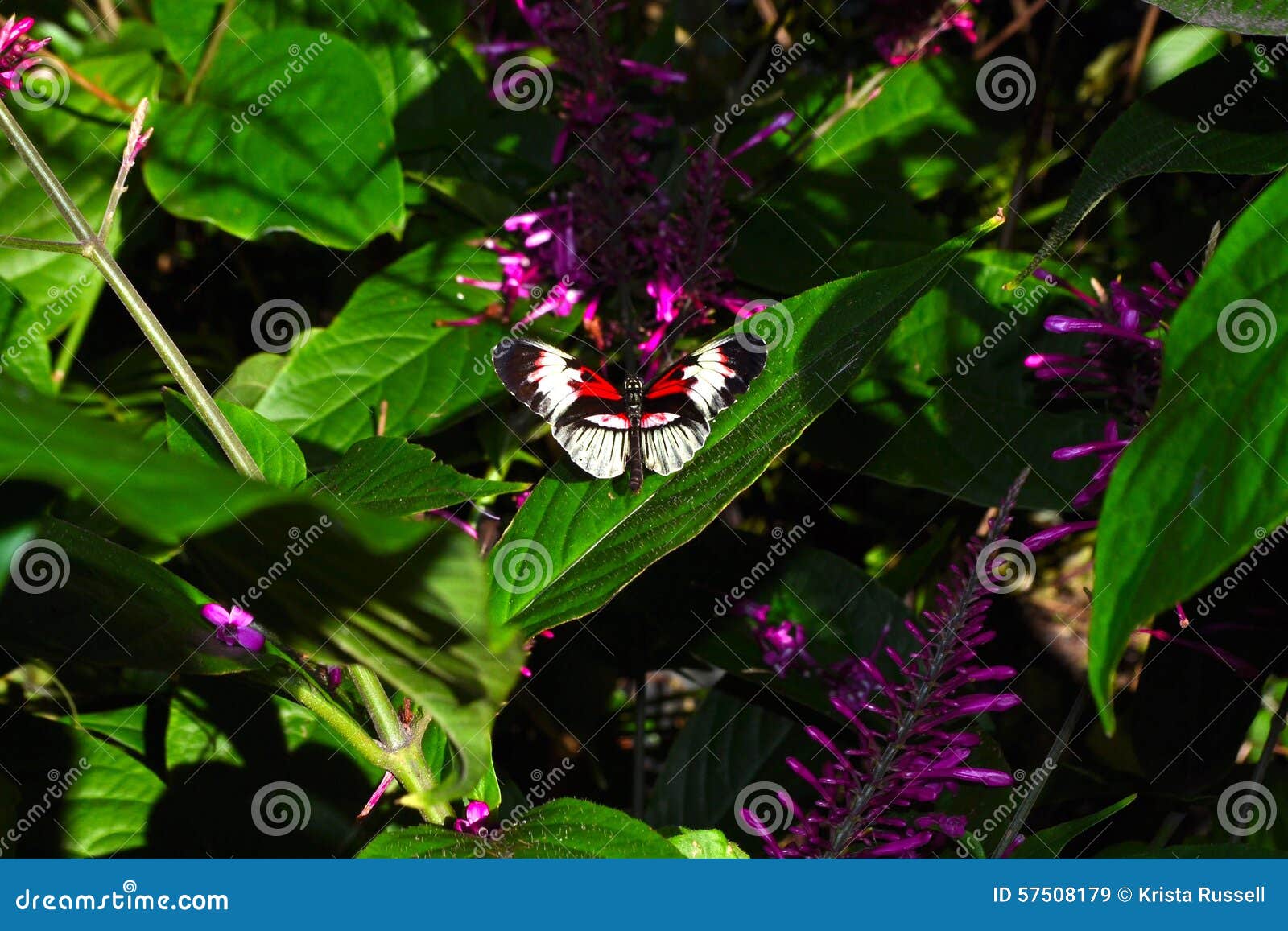 Farfalla rossa e nera immagine stock. Immagine di farfalla - 57508179