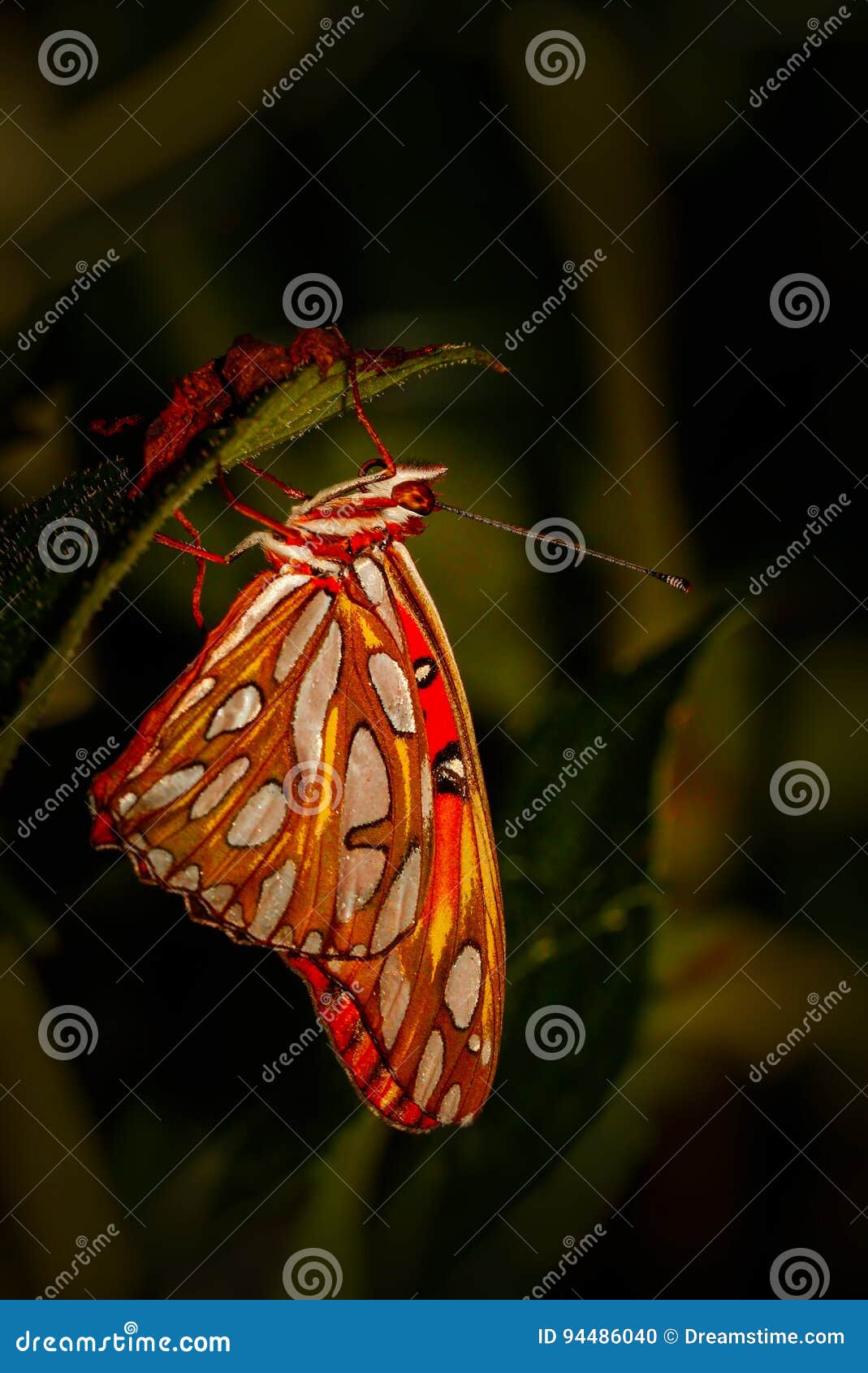 Farfalla Rossa Ed Arancio, Fine Sul Macro Colpo Fotografia Stock ...