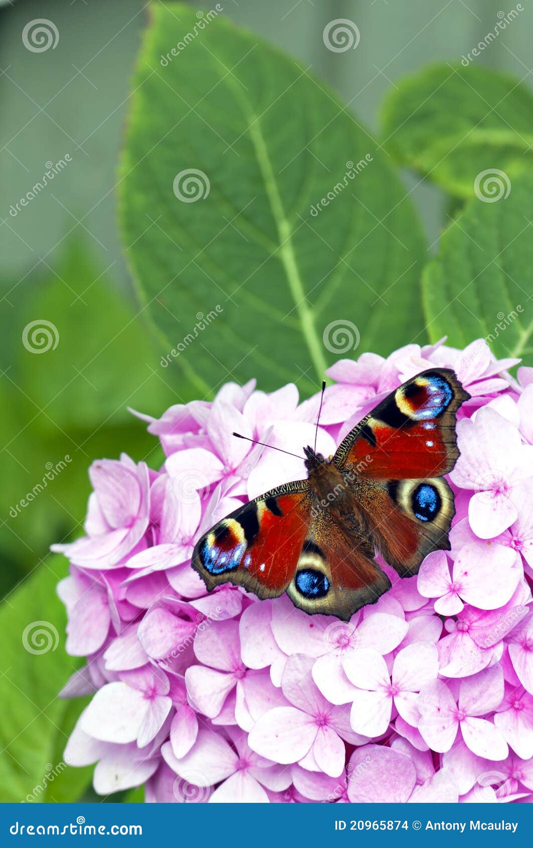 Farfalla Rossa Sul Fiore Dentellare Fotografia Stock - Immagine di ...