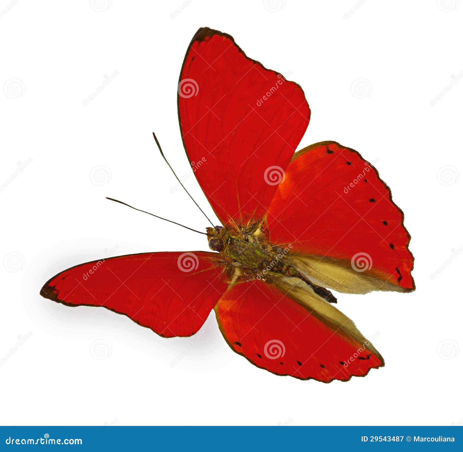 Farfalla Rossa in Volo (sangaris Di Cymothoe) Immagine Stock - Immagine ...