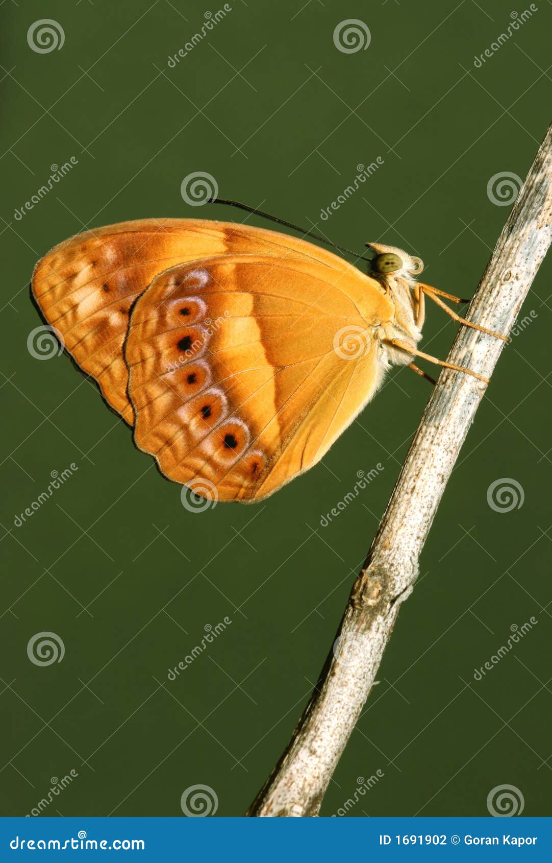 Farfalla Rustica Australiana Fotografia Stock - Immagine di entomologia ...