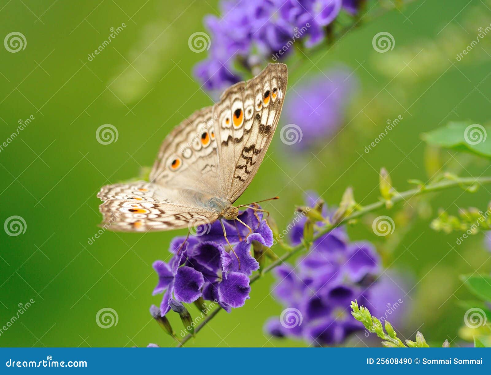 Farfalla su un fiore fotografia stock. Immagine di organismo - 25608490