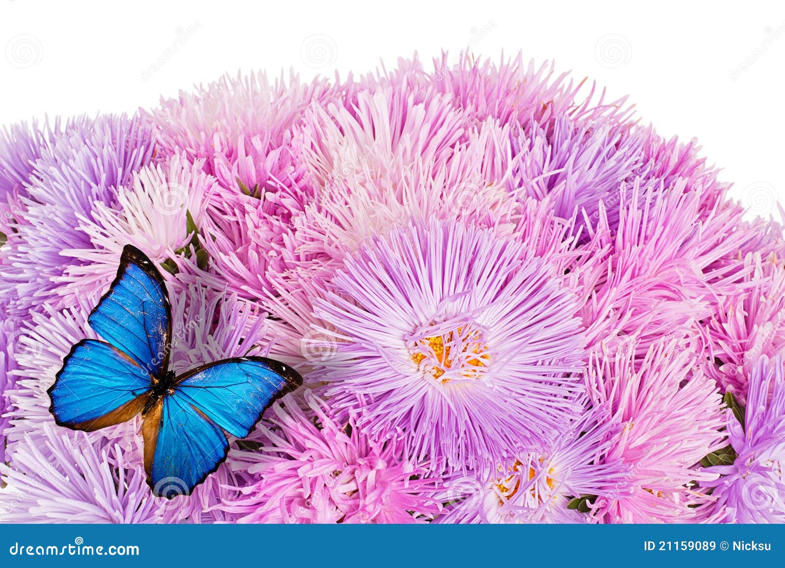 Farfalla Sui Fiori Viola Dell'aster Immagine Stock - Immagine di fiori ...