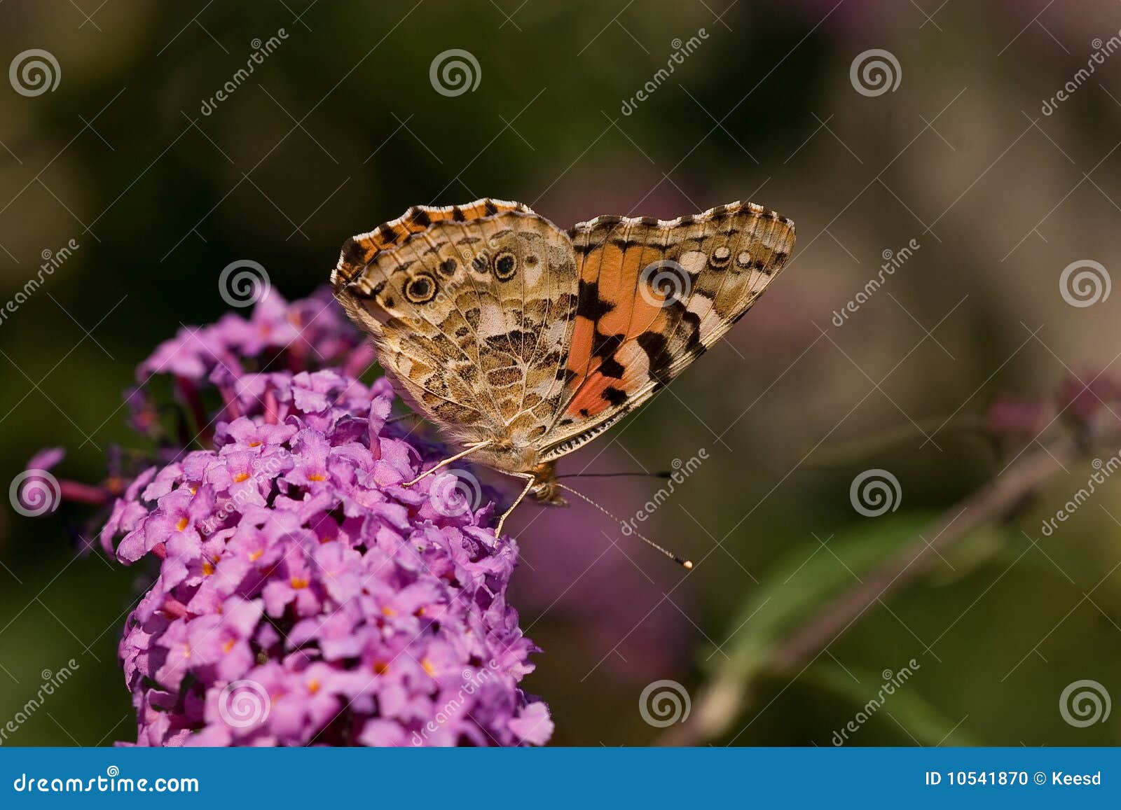 Farfalla sul fiore fotografia stock. Immagine di sfondo - 10541870