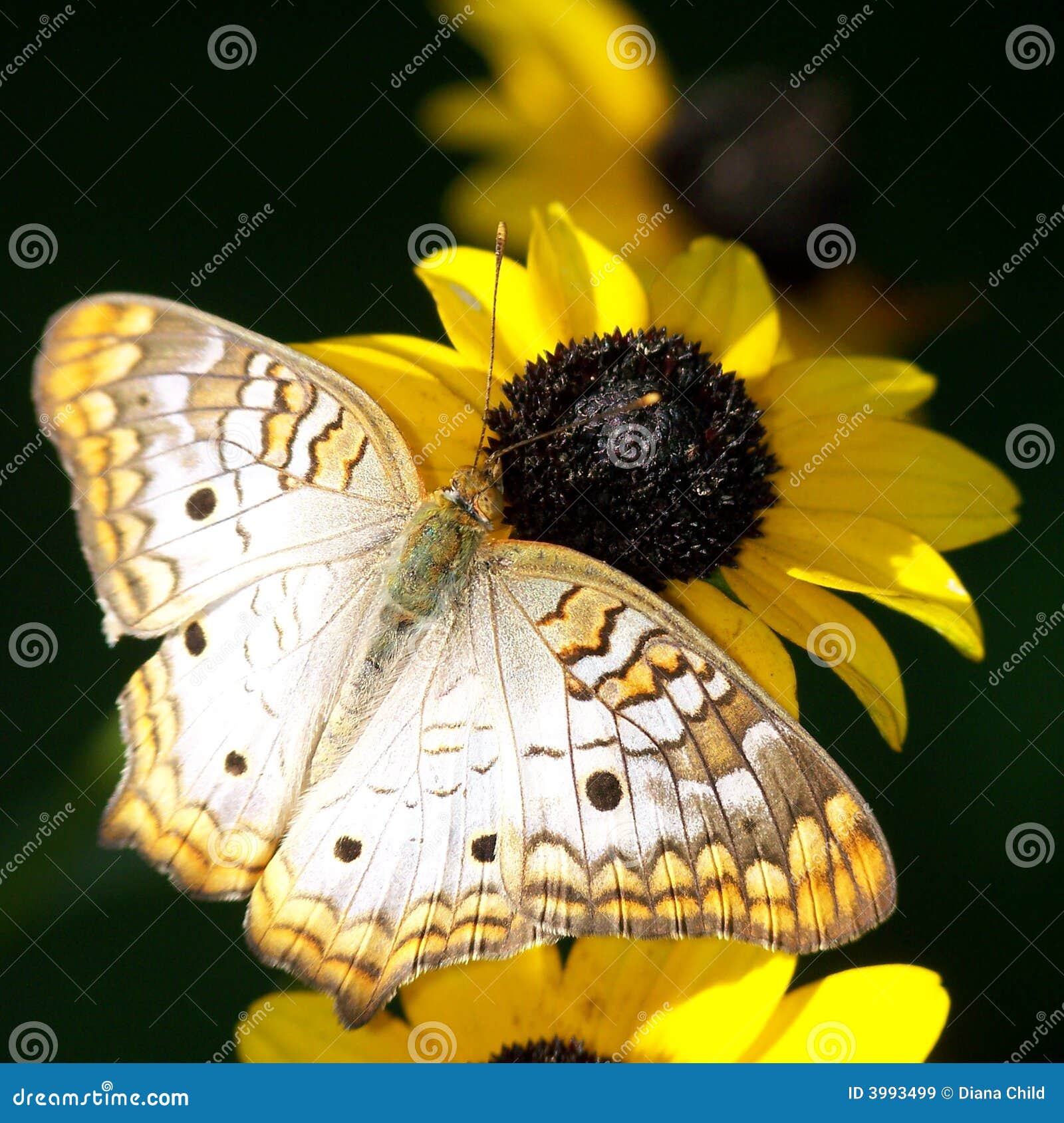 Farfalla sul fiore immagine stock. Immagine di pianta - 3993499