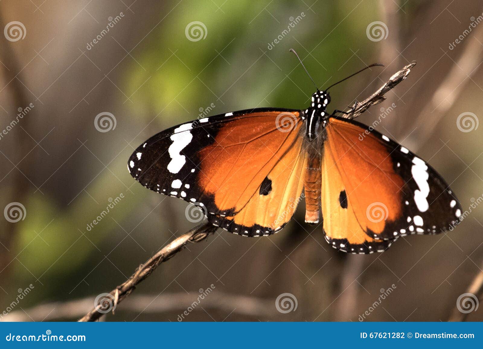 Farfalla - tigre normale fotografia stock. Immagine di monarca - 67621282