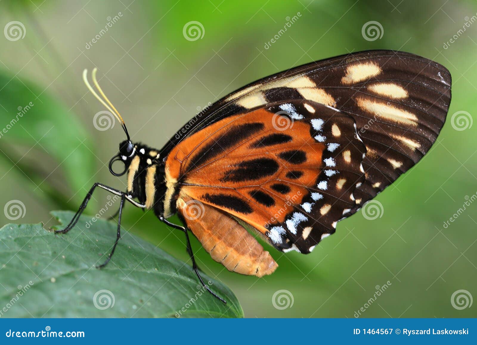 Farfalla tropicale 4 immagine stock. Immagine di entomologo - 1464567