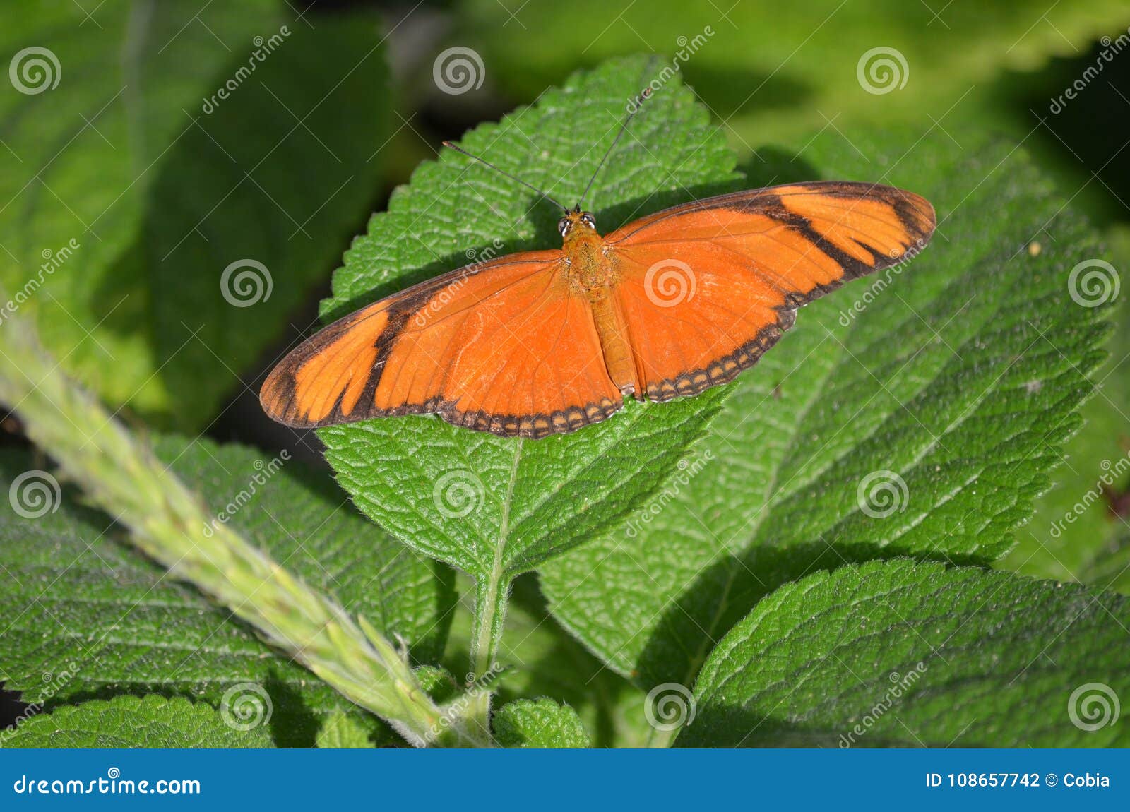 Farfalla Tropicale Arancio Con Le Ali Aperte Fotografia Stock ...