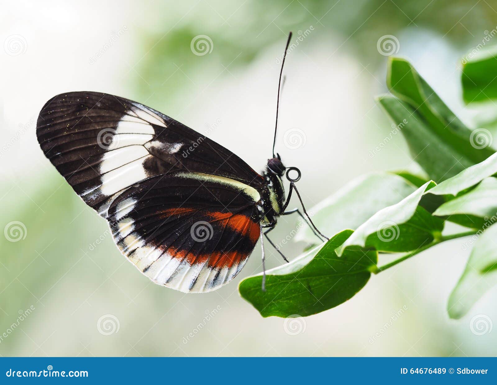 Farfalla Tropicale Che Riposa Sulla Foglia Immagine Stock - Immagine di ...