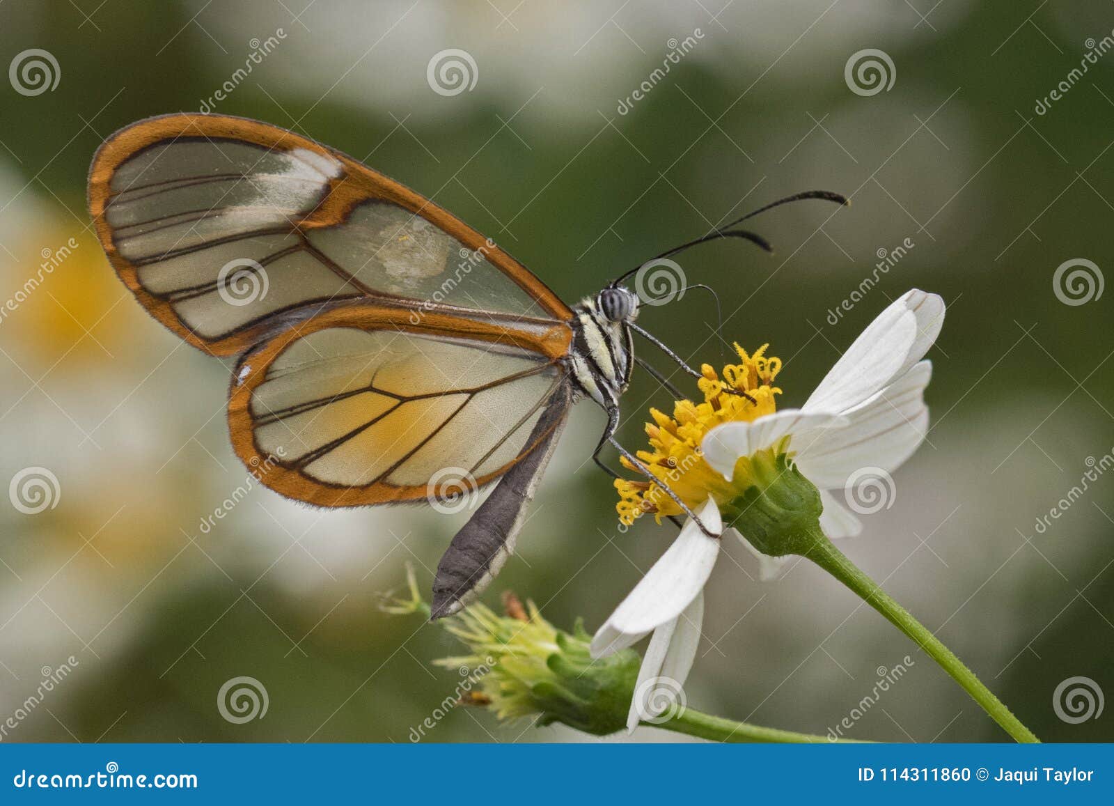 Farfalla Tropicale Con Le Ali Trasparenti Fotografia Stock - Immagine ...