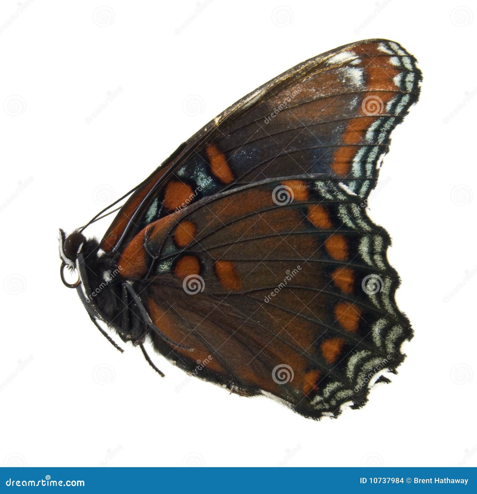 Farfalla Viola Macchiata Rossa Fotografia Stock - Immagine di isolato ...