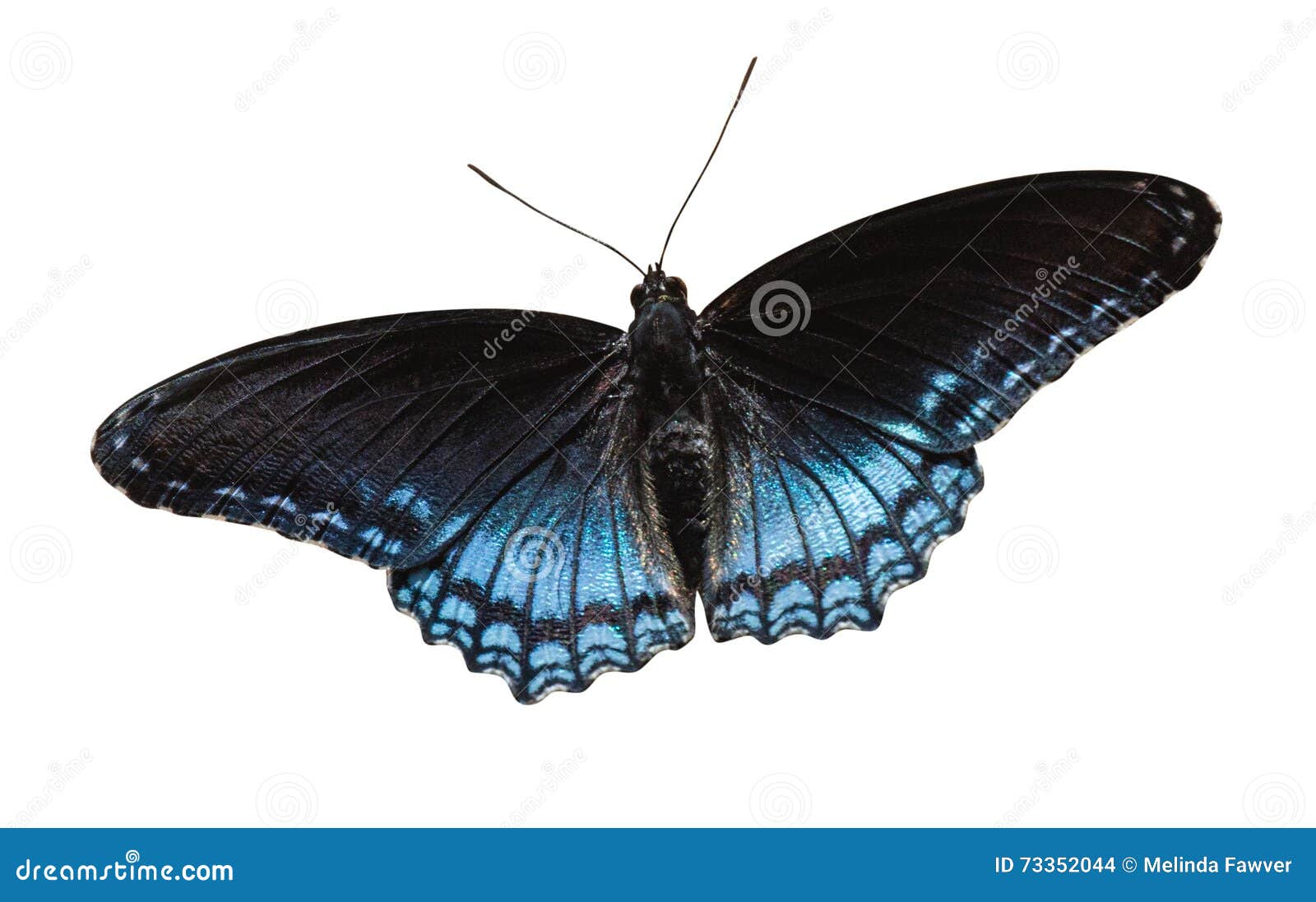 Farfalla Viola Macchiata Rossa Fotografia Stock - Immagine di ...