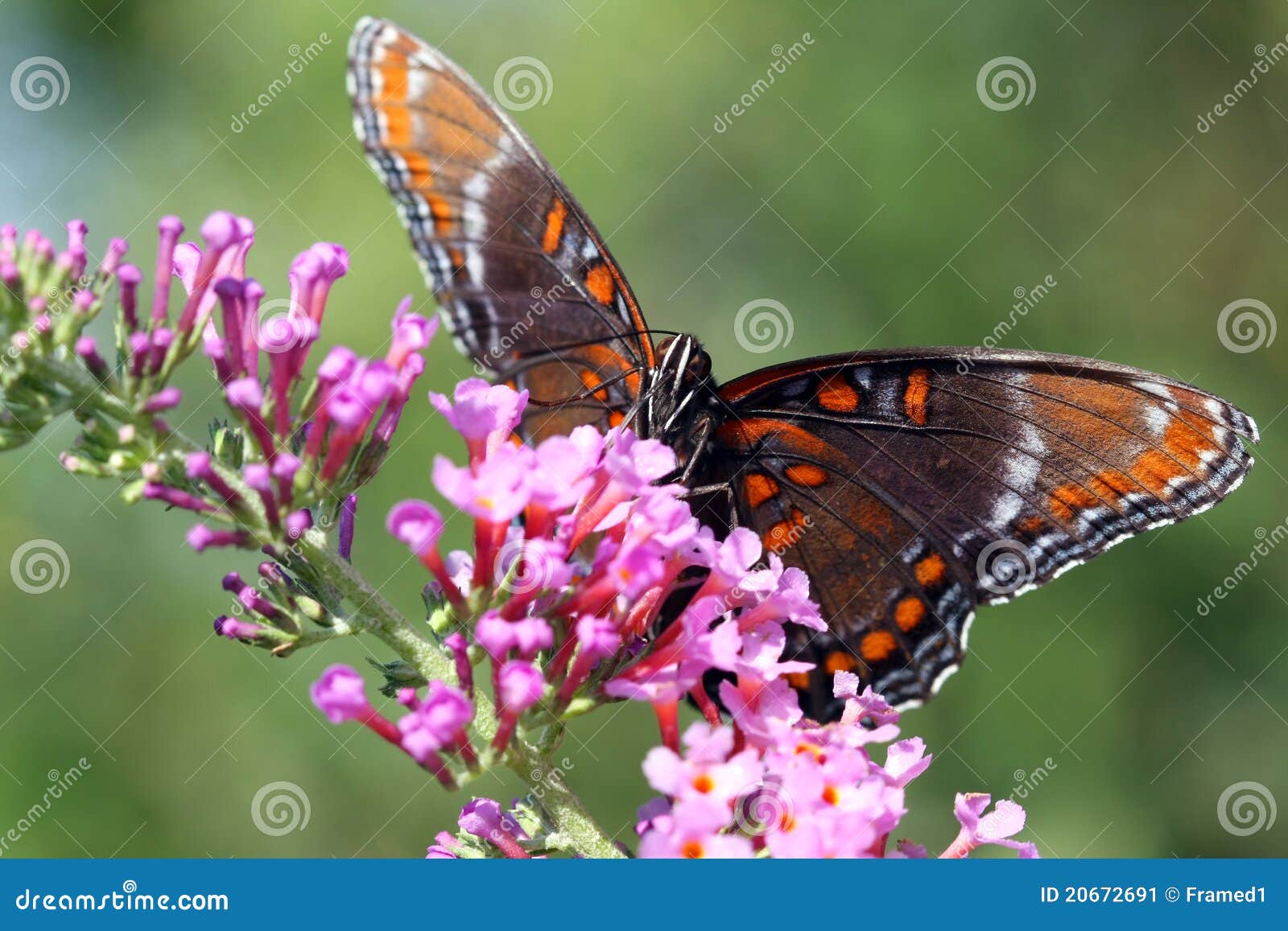 Farfalla Viola Rosso-macchiata Immagine Stock - Immagine di bellezza ...