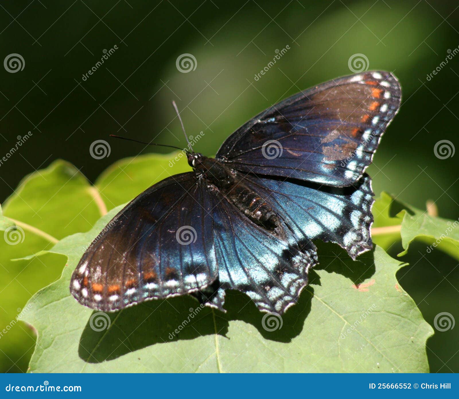 Farfalla Viola Rosso-macchiata Fotografia Stock - Immagine di farfalle ...