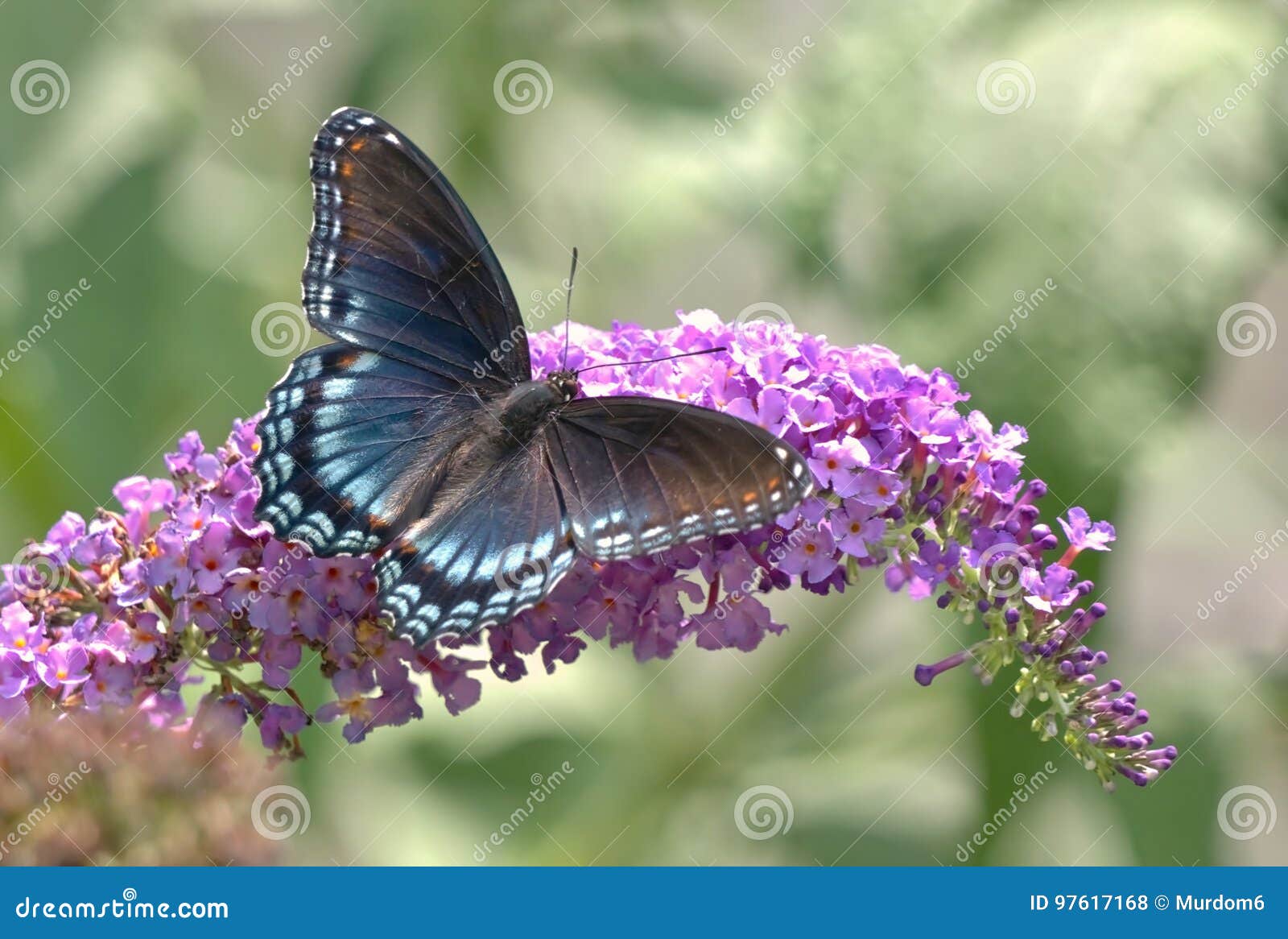 Farfalla Viola Rosso-macchiata Fotografia Stock - Immagine di natura ...
