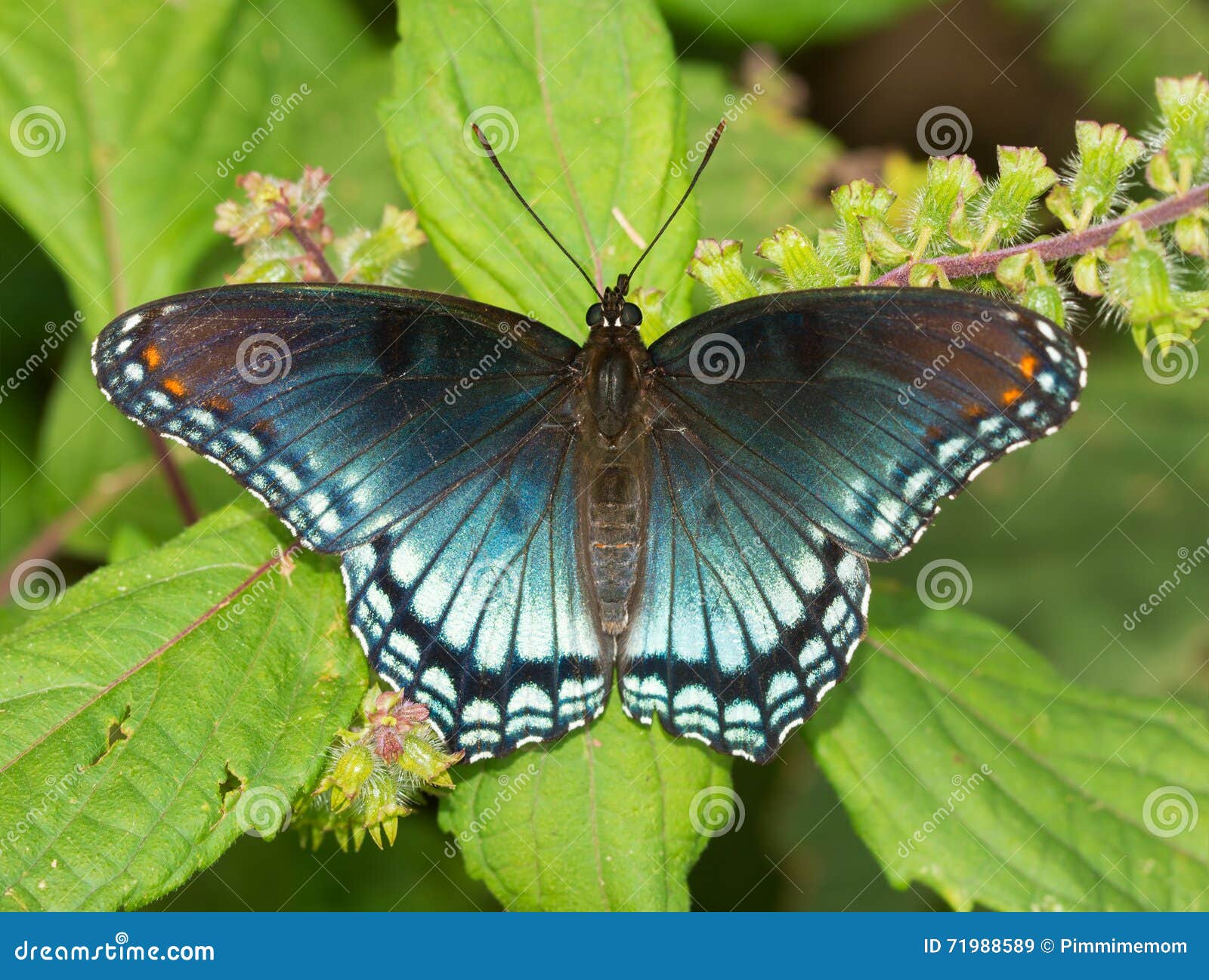 Farfalla Viola Rosso-macchiata Dell'ammiraglio Immagine Stock ...