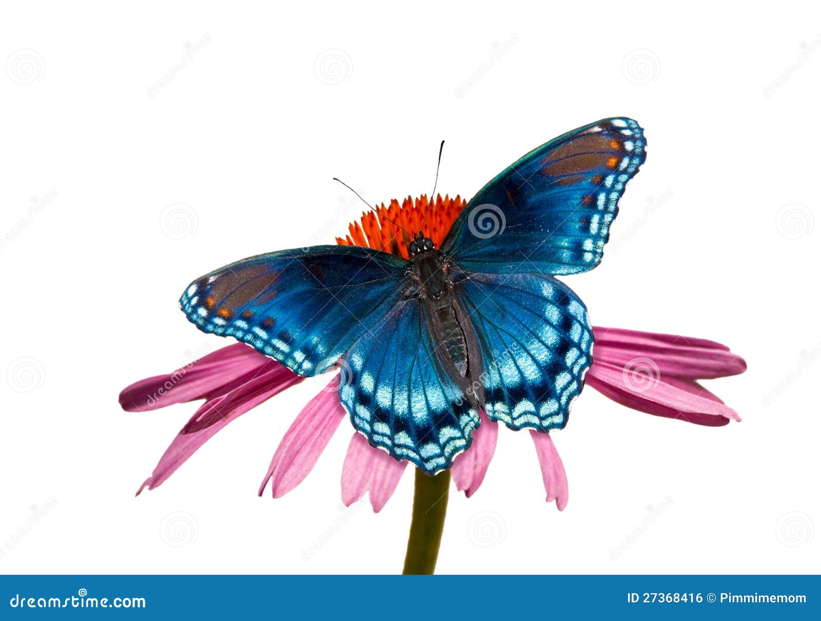 Farfalla Viola Rosso-macchiata Dell'ammiraglio Su Coneflower Fotografia ...