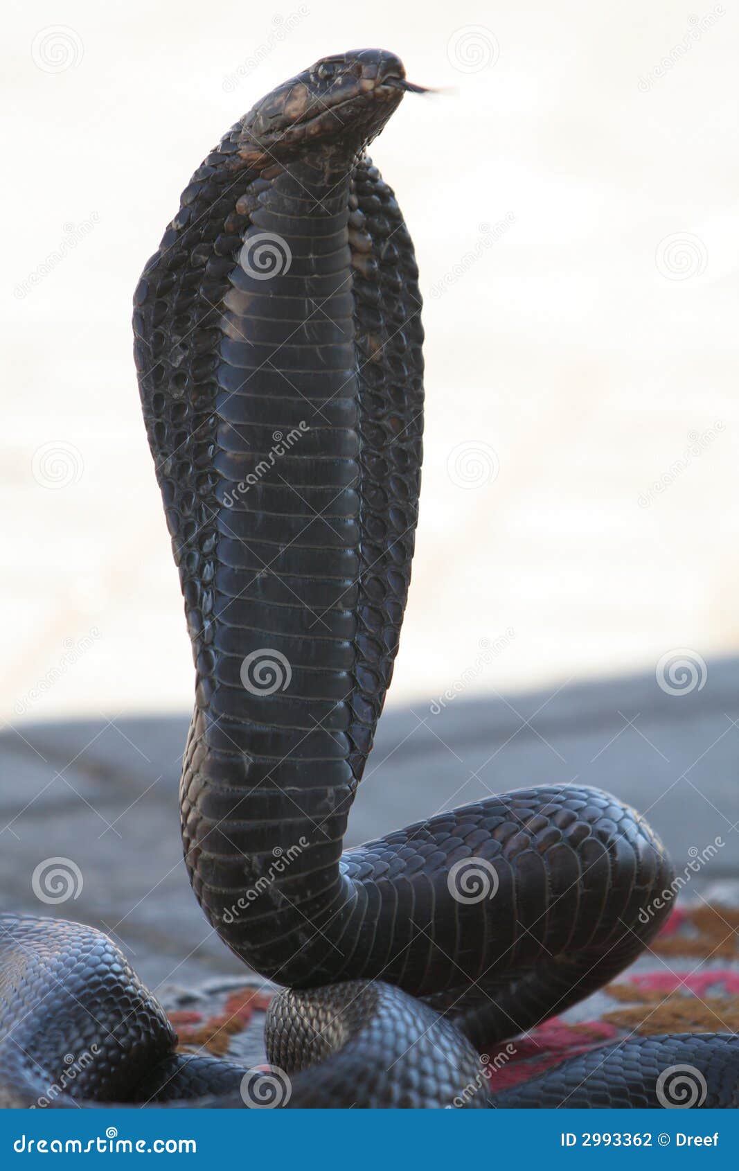 Farlig orm för kobra arkivfoto. Bild av stänga, död, kobra - 2993362
