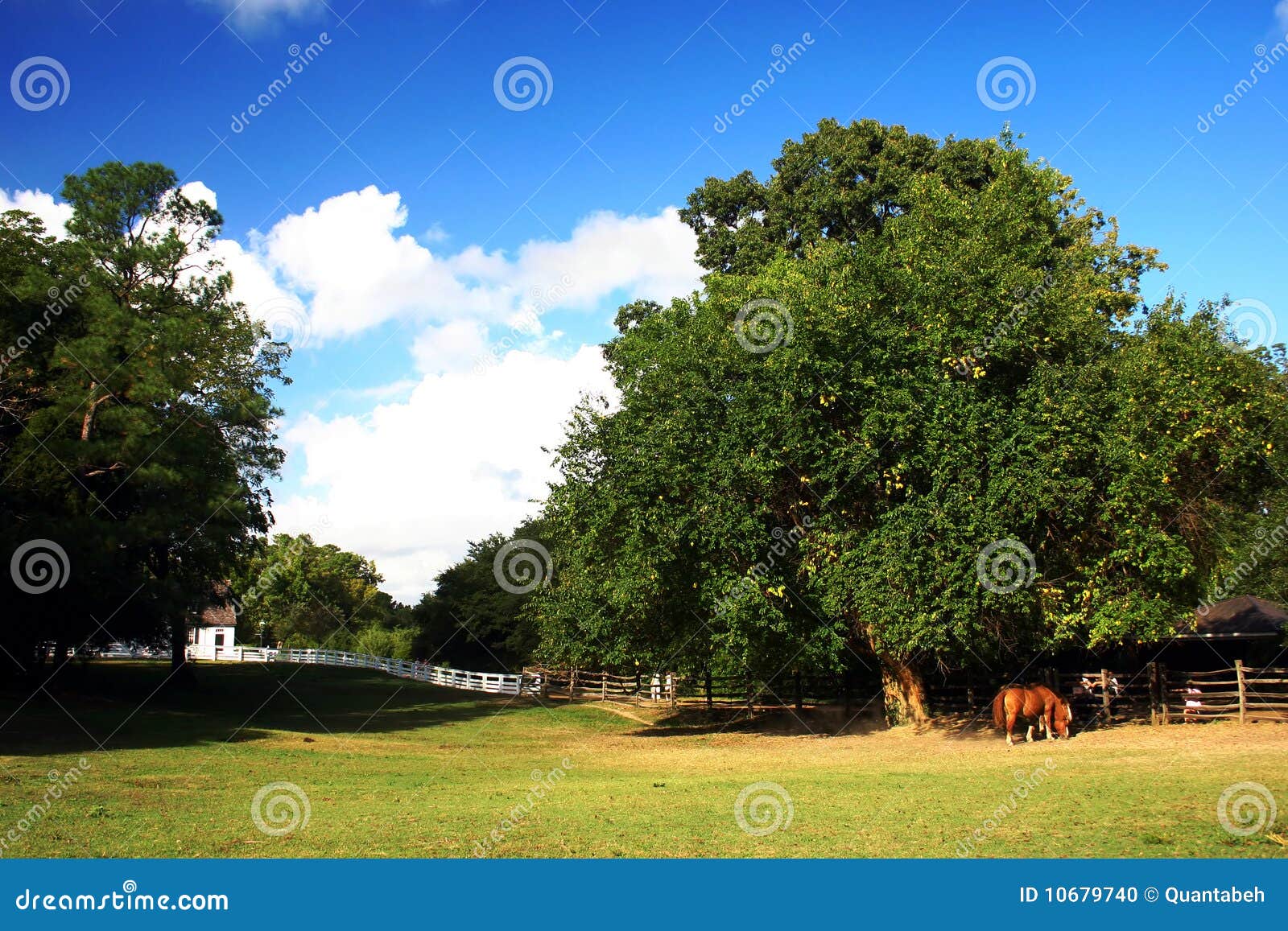 A farm stock photo. Image of field, raising, land, trees - 10679740