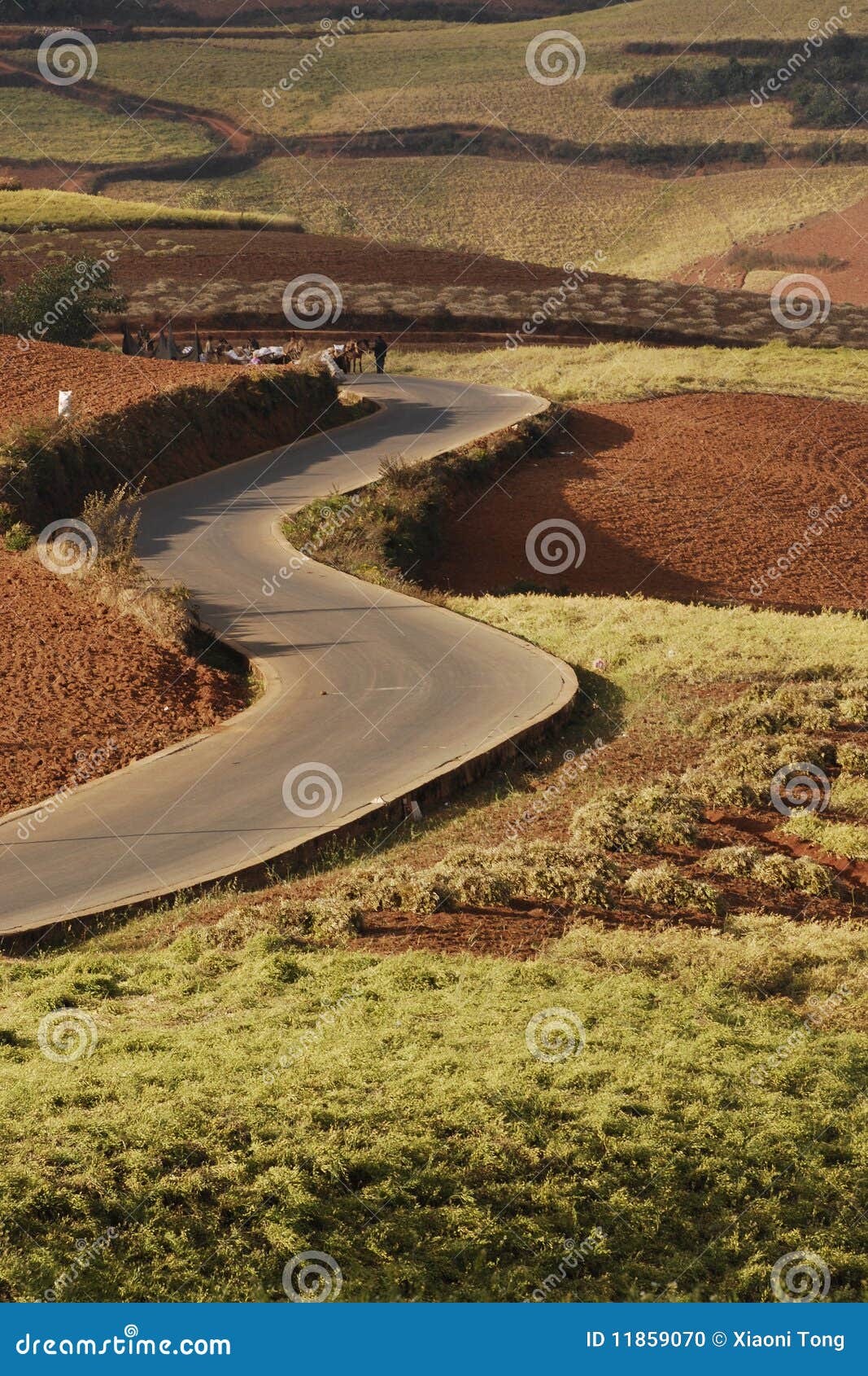 Farm stock photo. Image of lush, texture, road, brown - 11859070