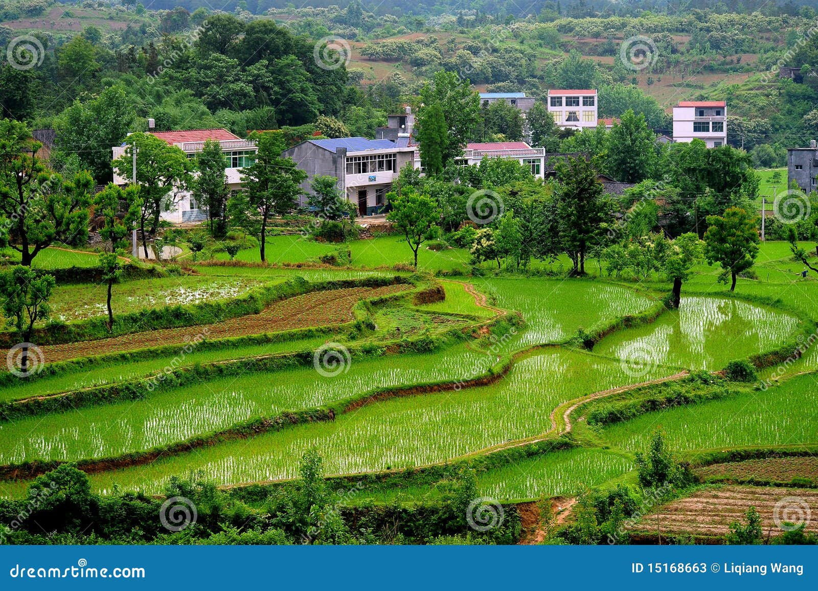 Farm stock image. Image of farms, slopes, trees, terraces - 15168663