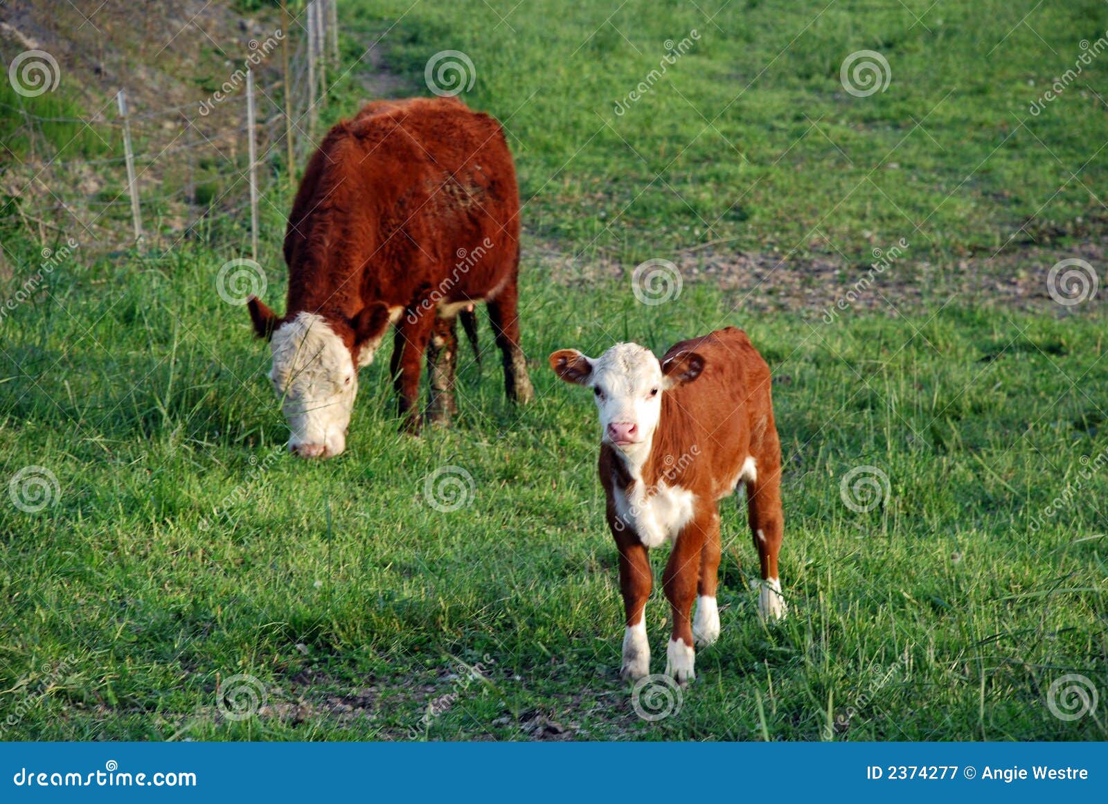 On the Farm stock image. Image of field, agriculture, baby - 2374277
