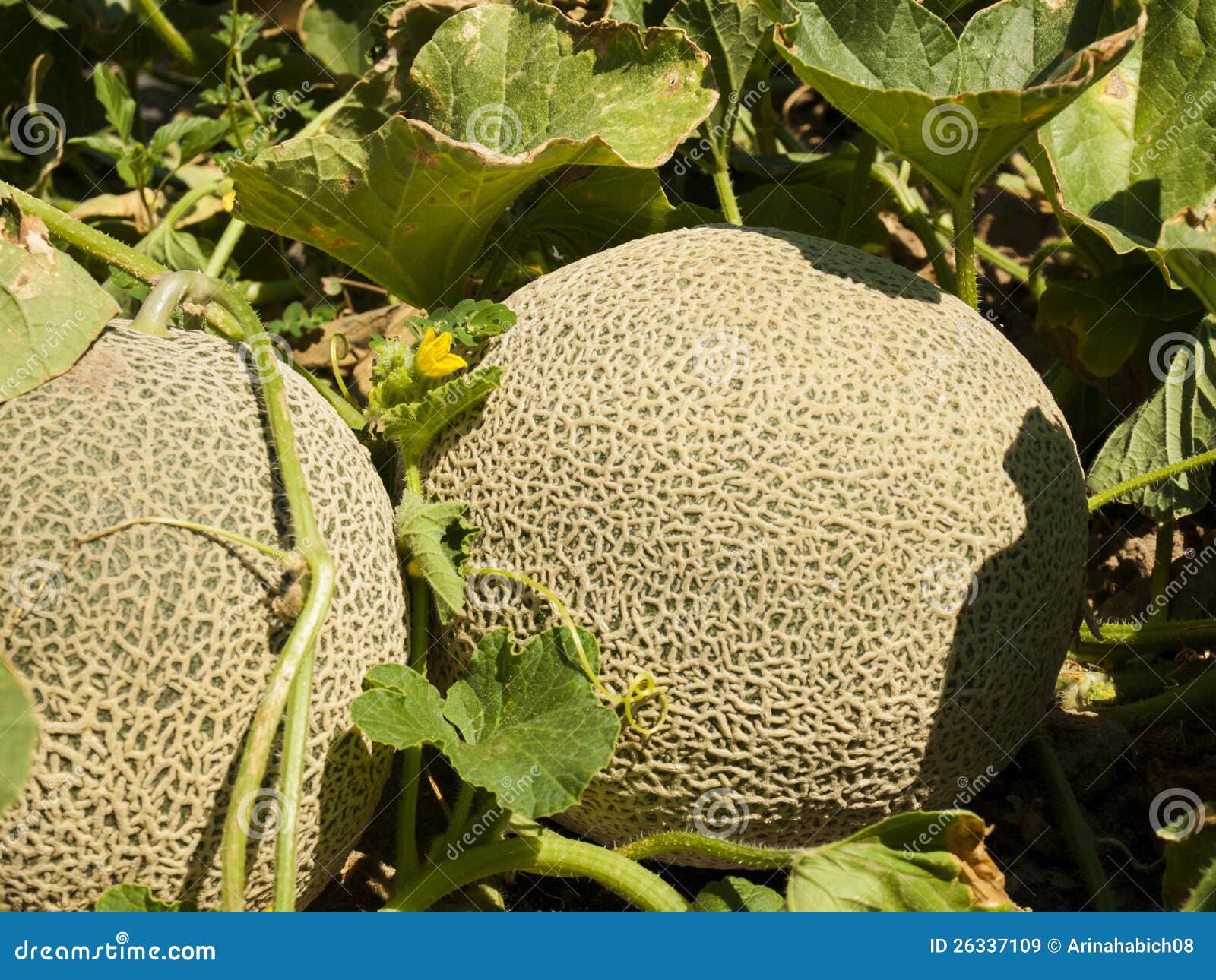 Rockmelon Growing In Garden Stock Photography | CartoonDealer.com #58053356