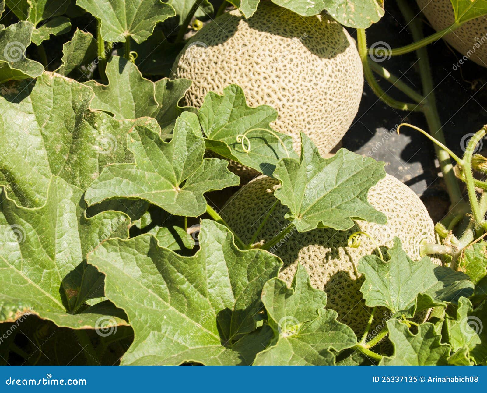 Rockmelon Growing In Garden Stock Photography | CartoonDealer.com #58053356