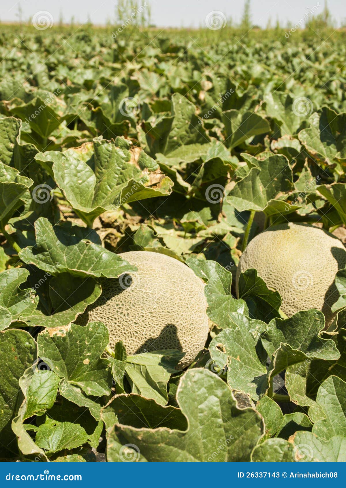 Rockmelon Growing In Garden Stock Photography | CartoonDealer.com #58053356