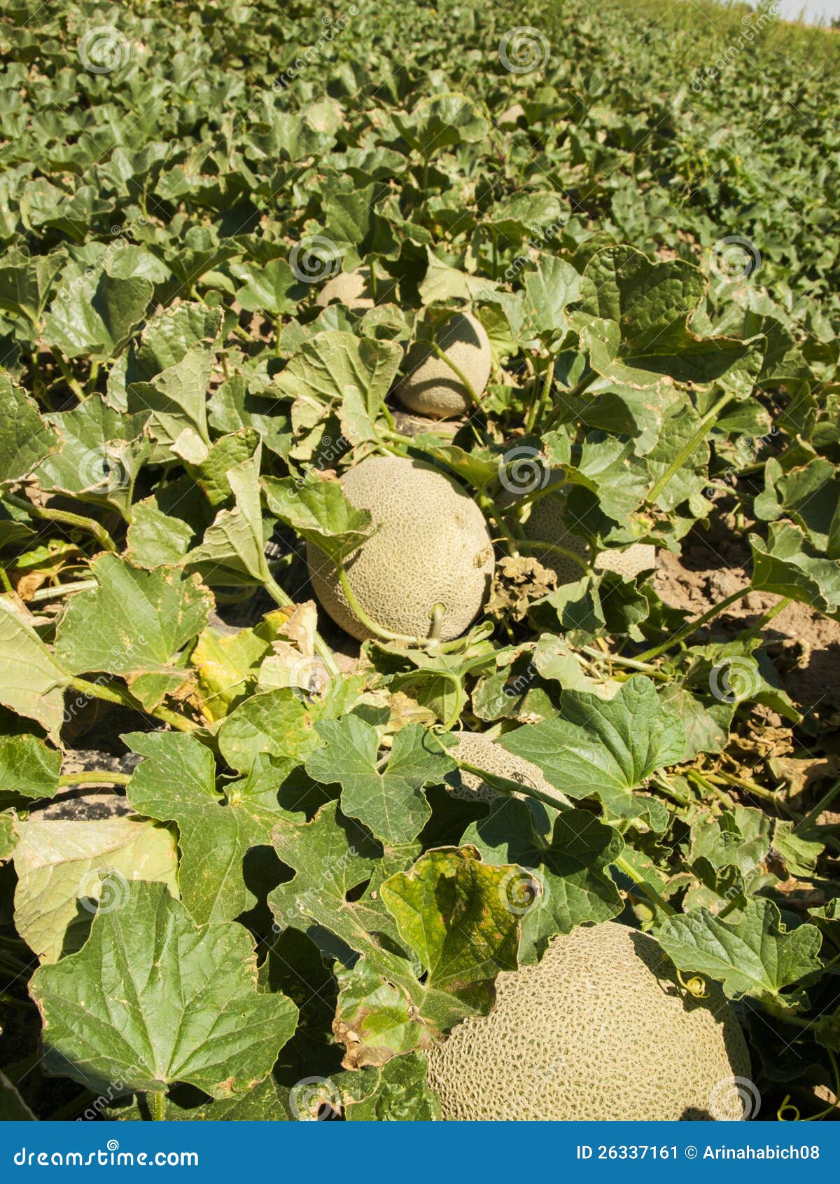 Rockmelon Growing In Garden Stock Photography | CartoonDealer.com #58053356