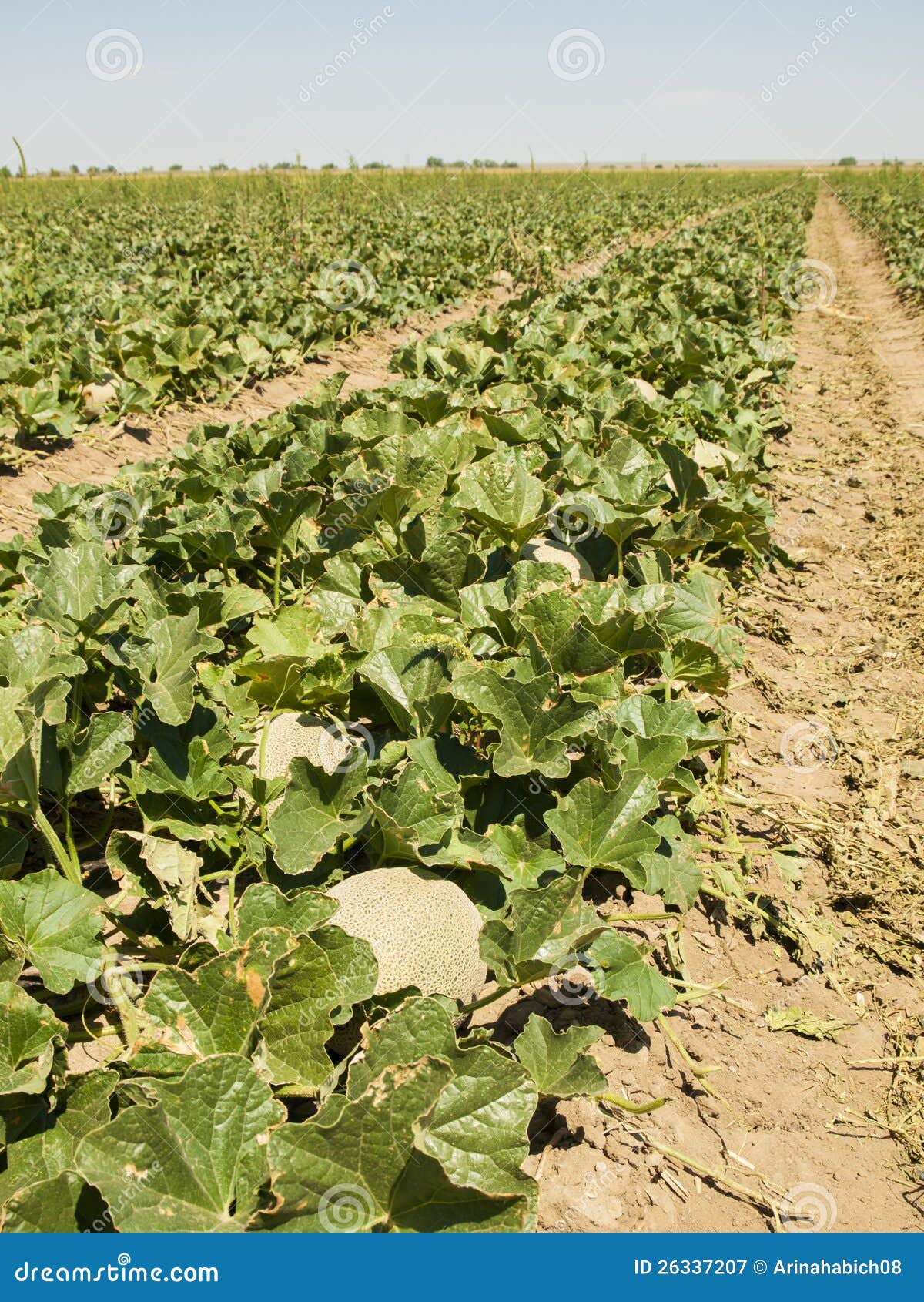 Rockmelon Growing In Garden Stock Photography | CartoonDealer.com #58053356