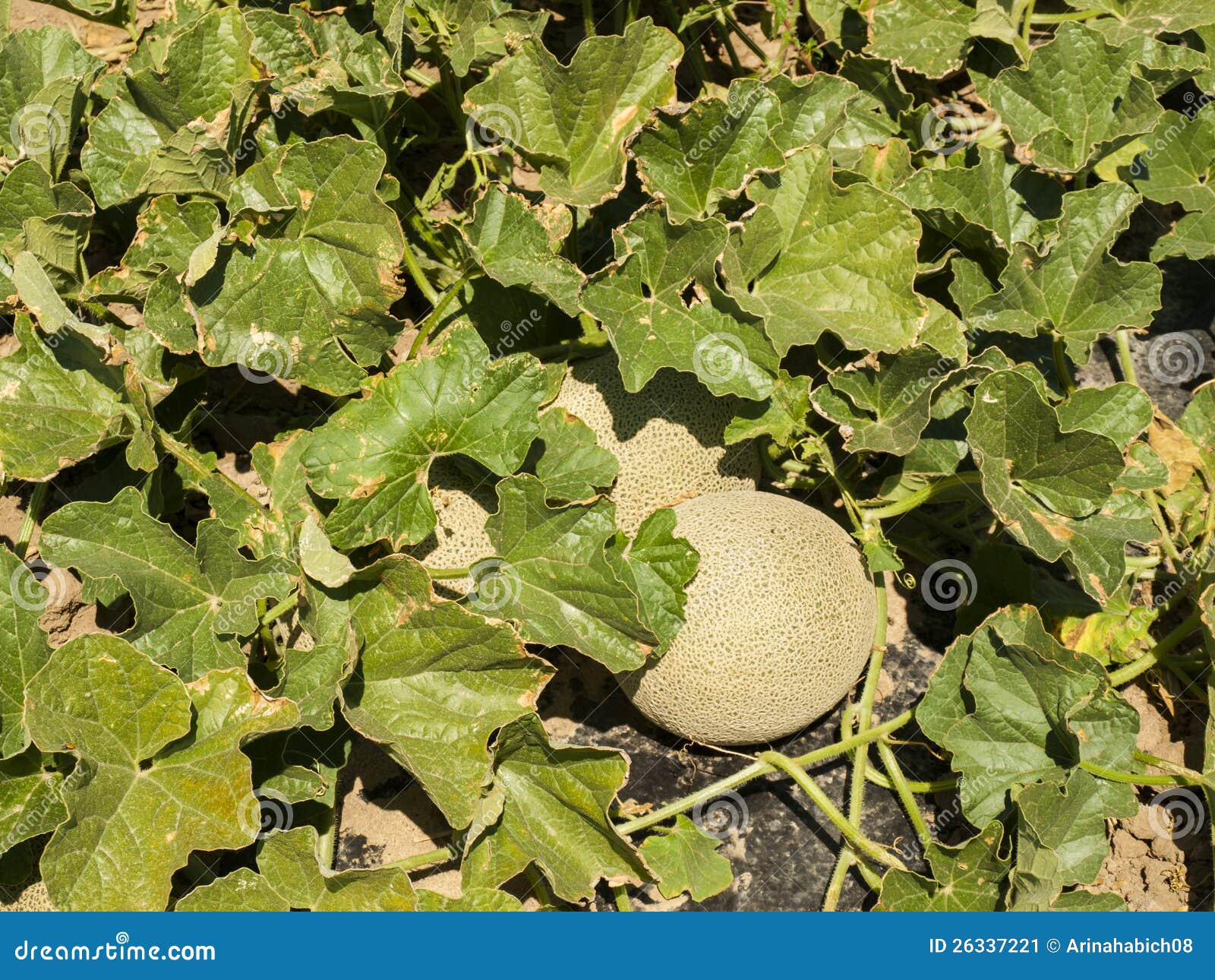 Rockmelon Growing In Garden Stock Photography | CartoonDealer.com #58053356