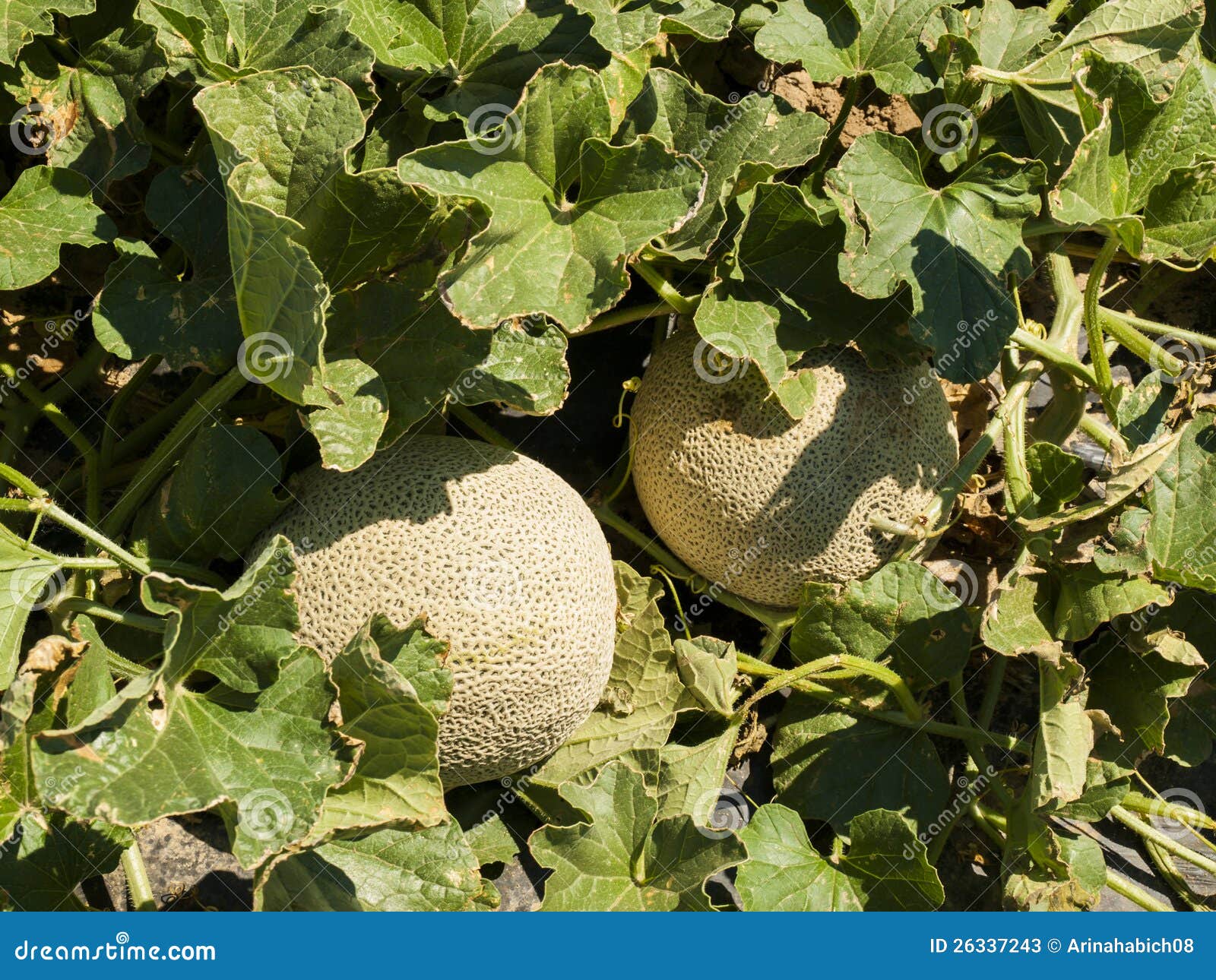 Rockmelon Growing In Garden Stock Photography | CartoonDealer.com #58053356