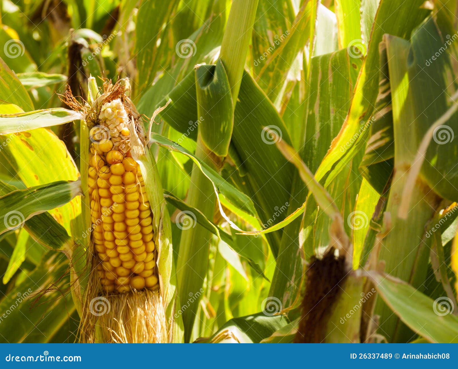 Farm stock image. Image of food, eating, crop, nature - 26337489