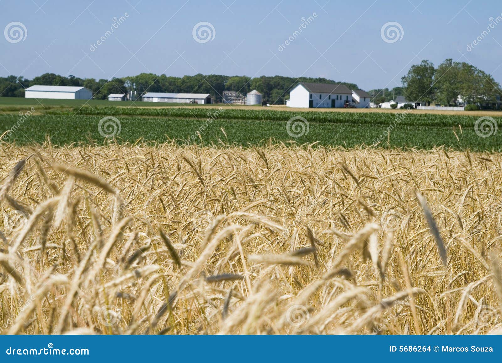 Farm stock photo. Image of food, farmer, reap, wheat, fibber - 5686264