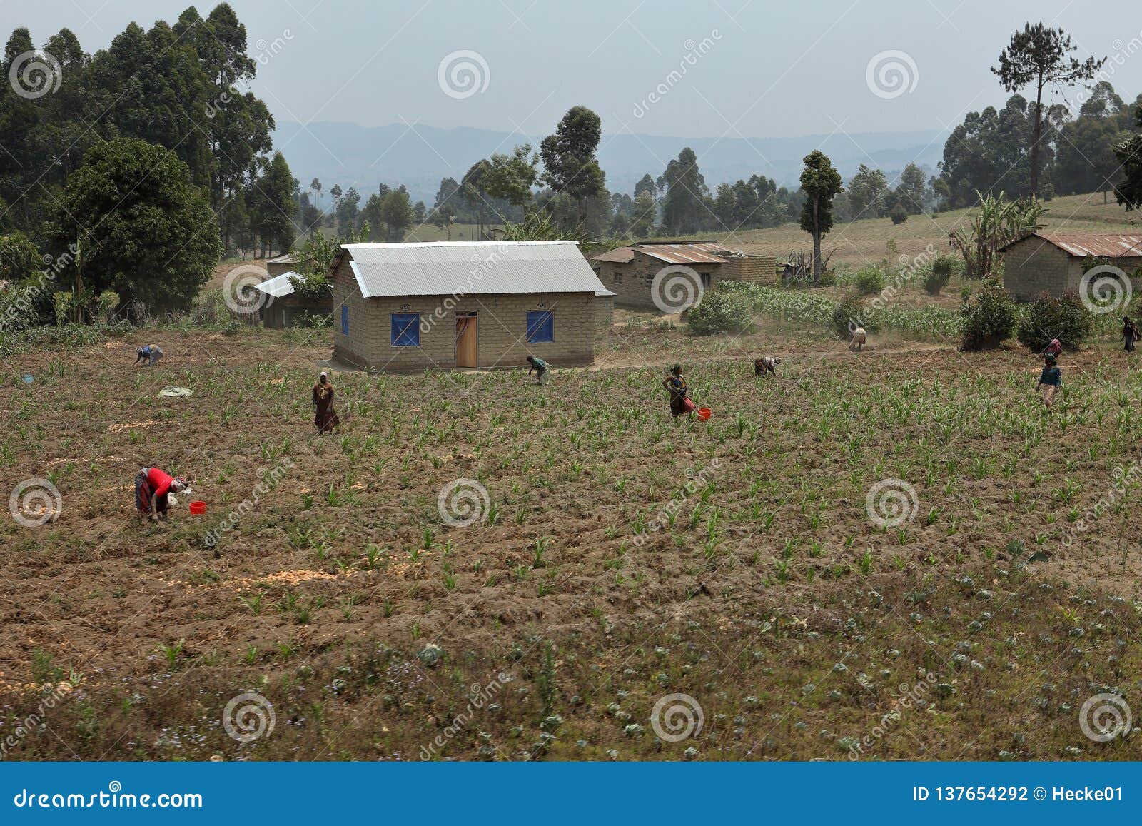 Farm and Agriculture in Tanzania Stock Photo - Image of peasant ...