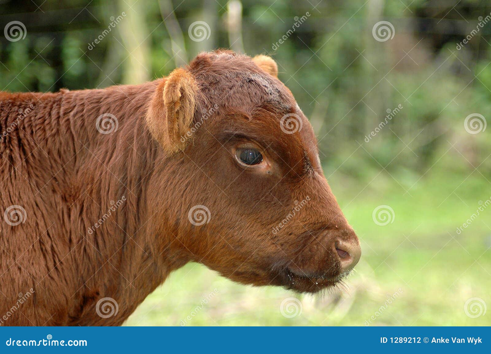 Farm animal stock photo. Image of fenced, cattle, farm - 1289212