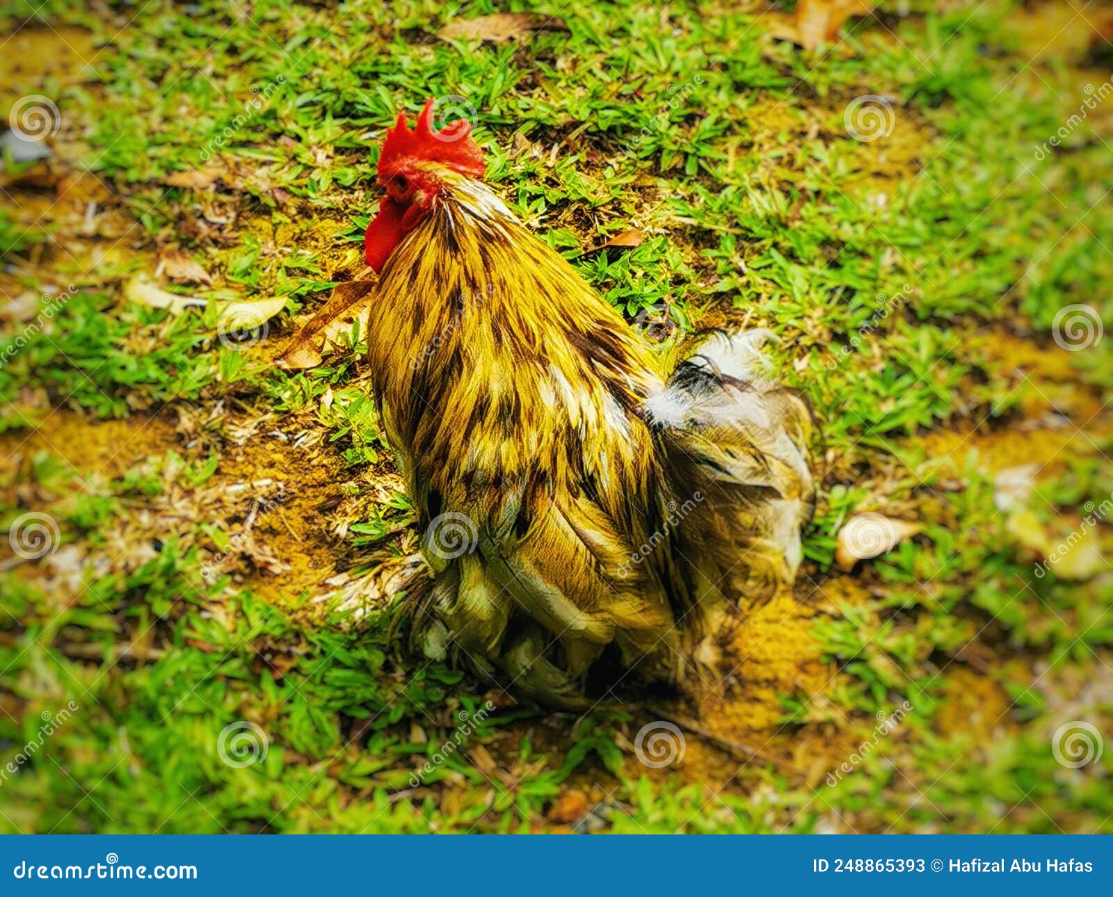 Farm Animal Beautiful Chicken Stock Image - Image of prairie, beautiful ...