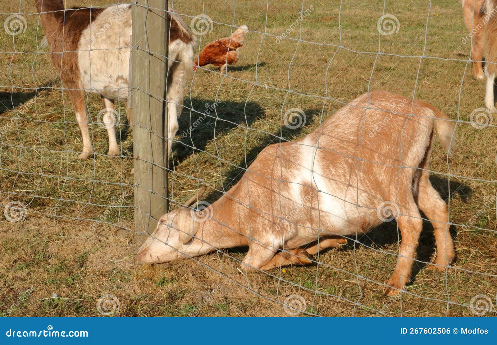 Farm Animal Behavior and Goat Stock Photo - Image of determined ... Farm Animal Behavior and Goat Stock Photo - Image of determined ...