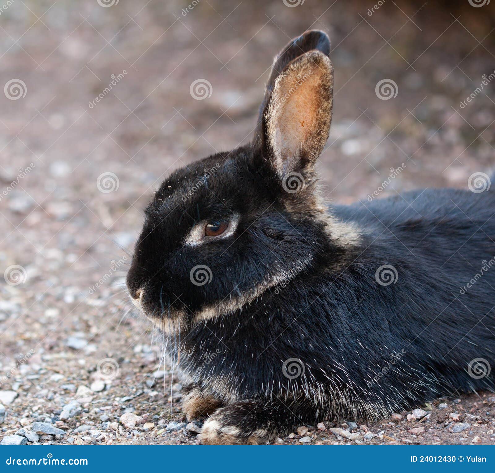Farm animal - rabbit stock photo. Image of mammal, closeup - 24012430