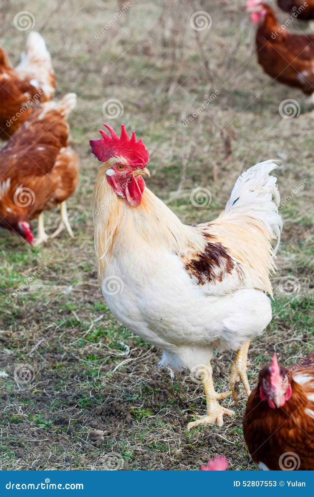 Farm animal - rooster stock image. Image of henhouse - 52807553