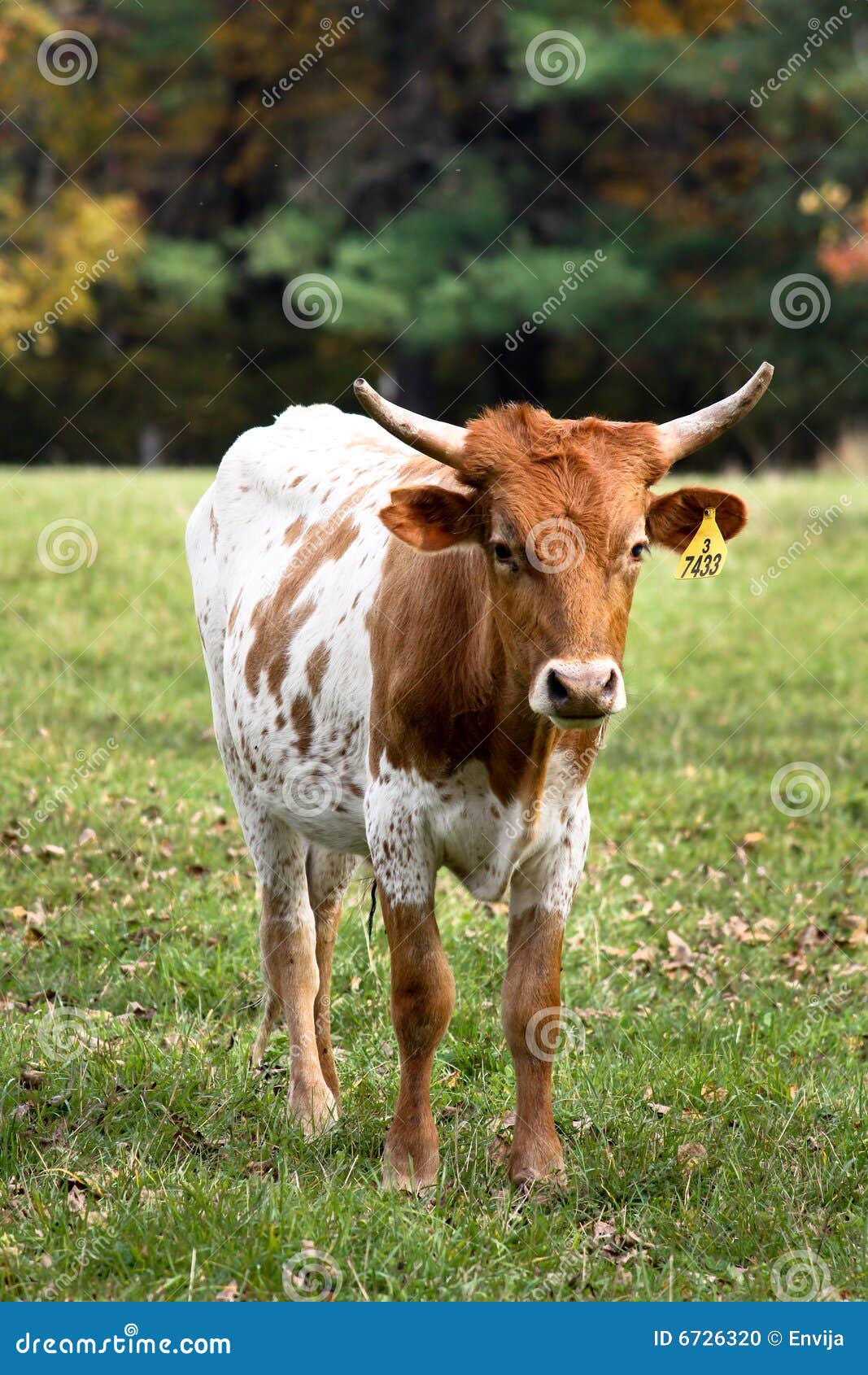 Farm animal with tag stock photo. Image of mammal, cattle - 6726320