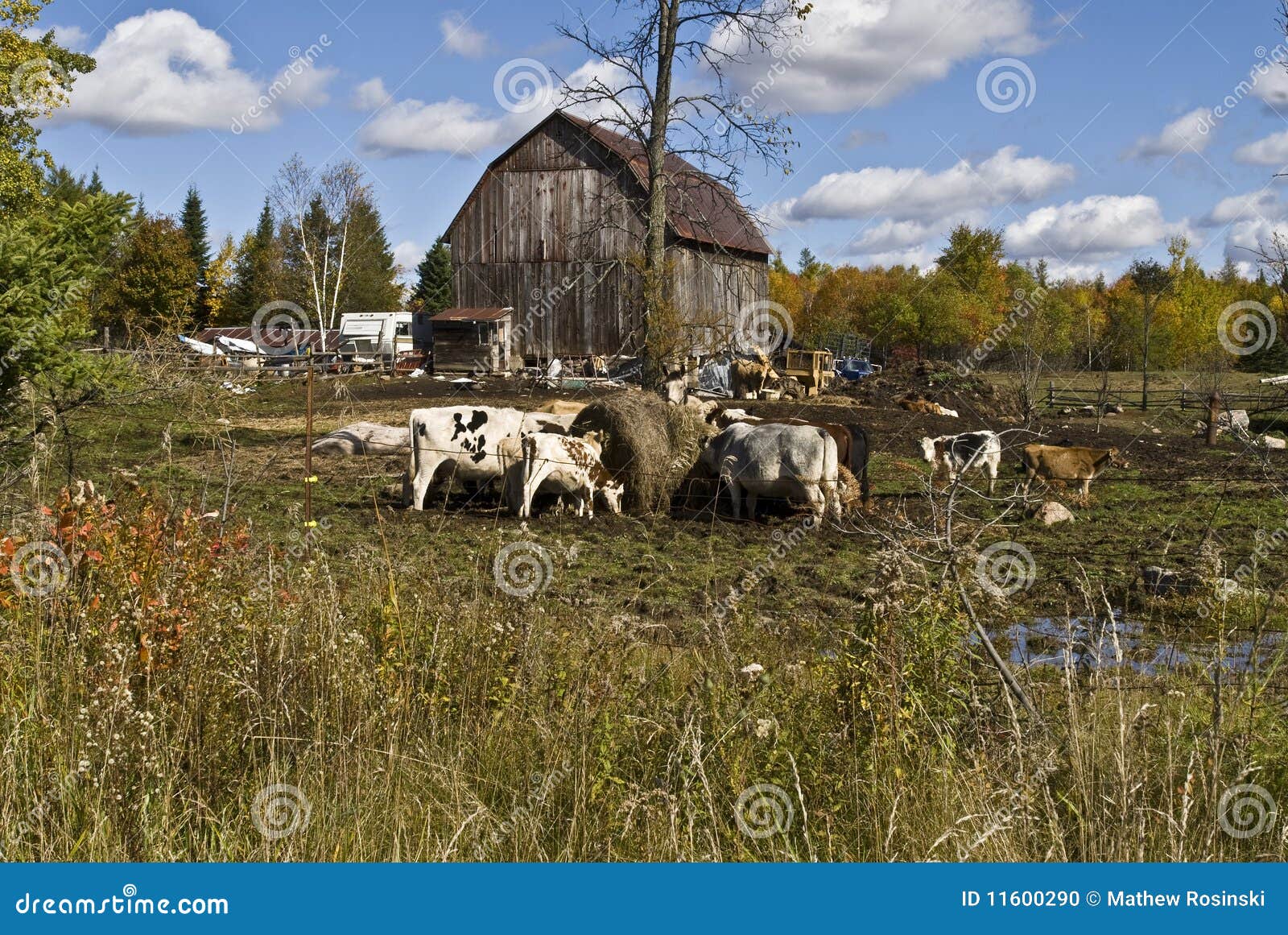 Farm animals stock photo. Image of farm, eating, horses - 11600290