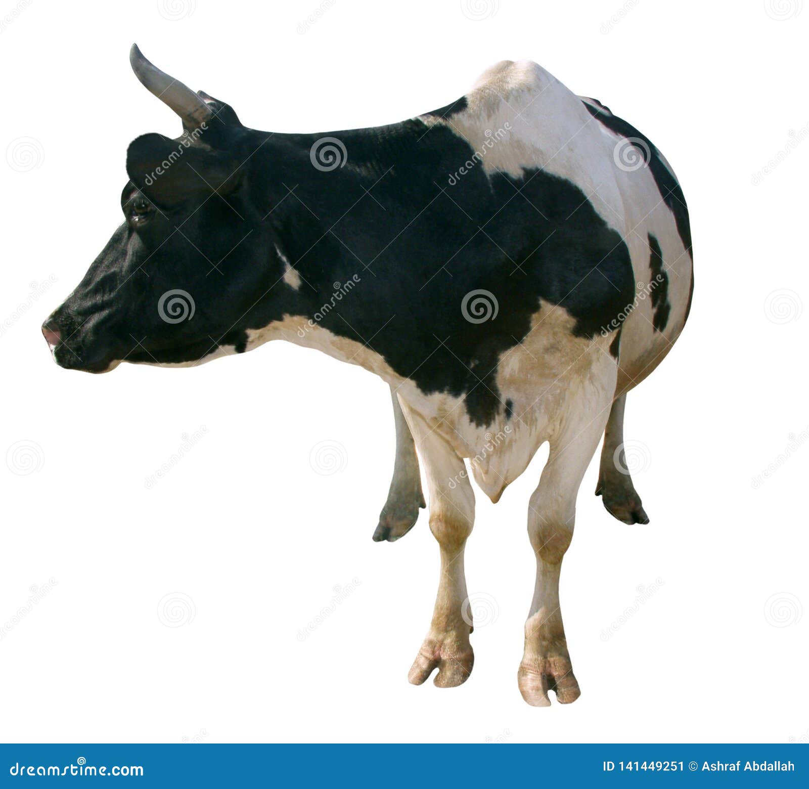 Farm Animal - Side View of Holstein Cow, 5 Years Old, Standing. Stock ...