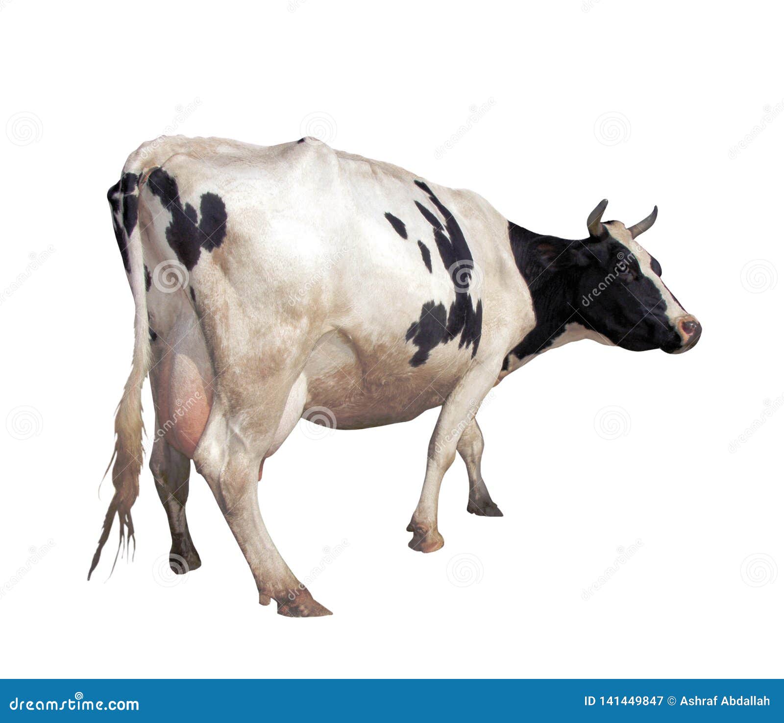 Farm Animal - Side View of Holstein Cow, 5 Years Old, Standing. Stock ...