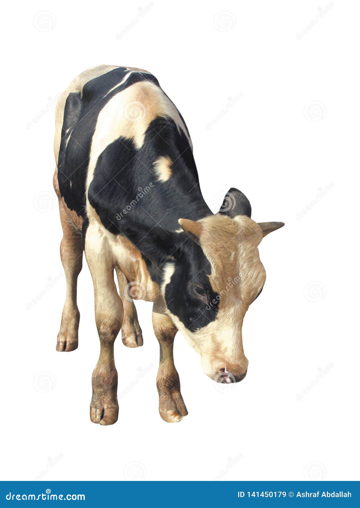 Farm Animal - Side View of Holstein Cow, 5 Years Old, Standing. Stock ...